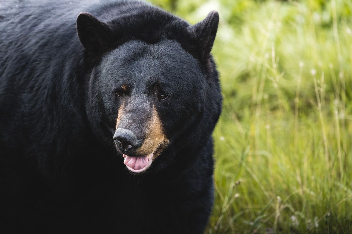 Black Bear Photos, Download The BEST Free Black Bear Stock Photos & HD ...
