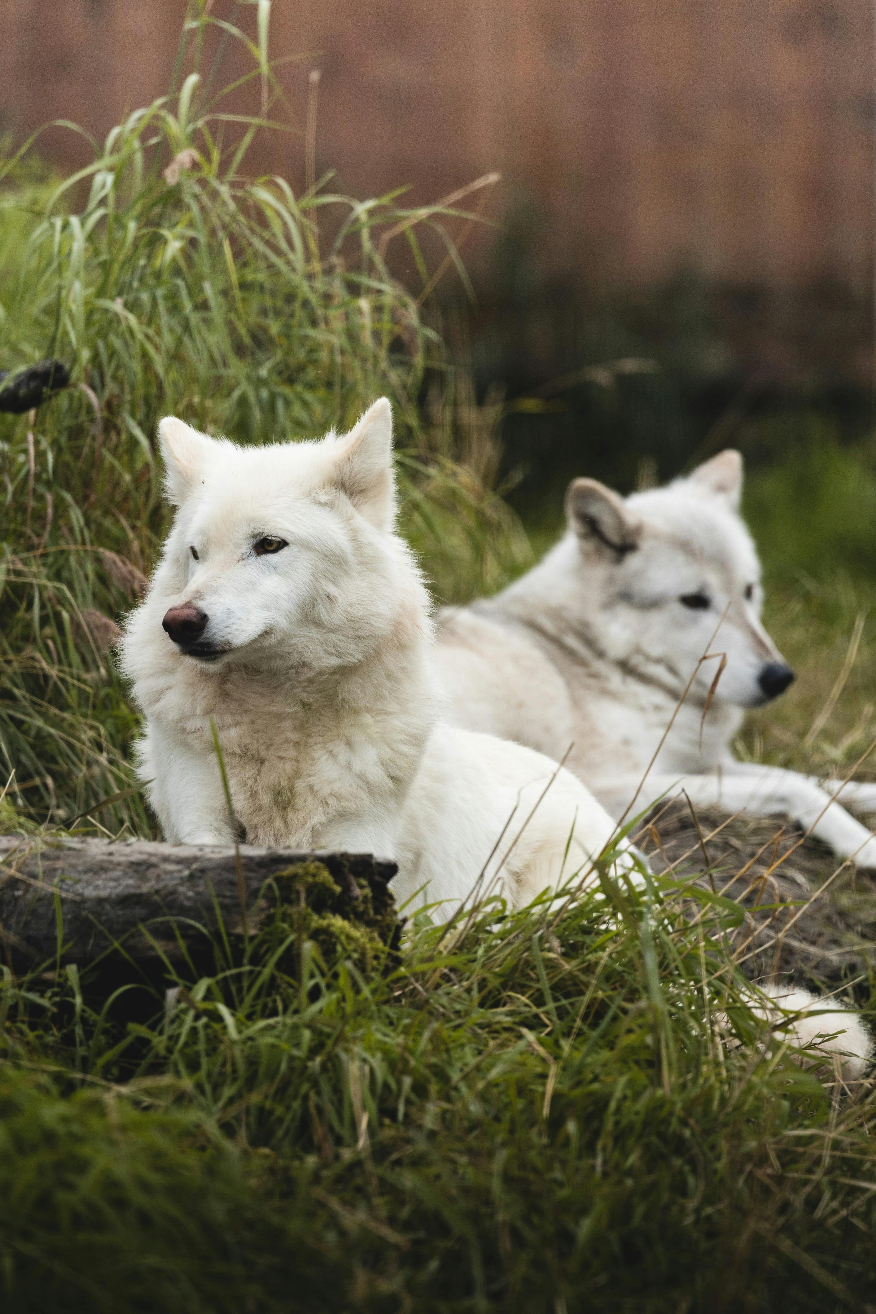 Two Arctic Wolves · Free Stock Photo