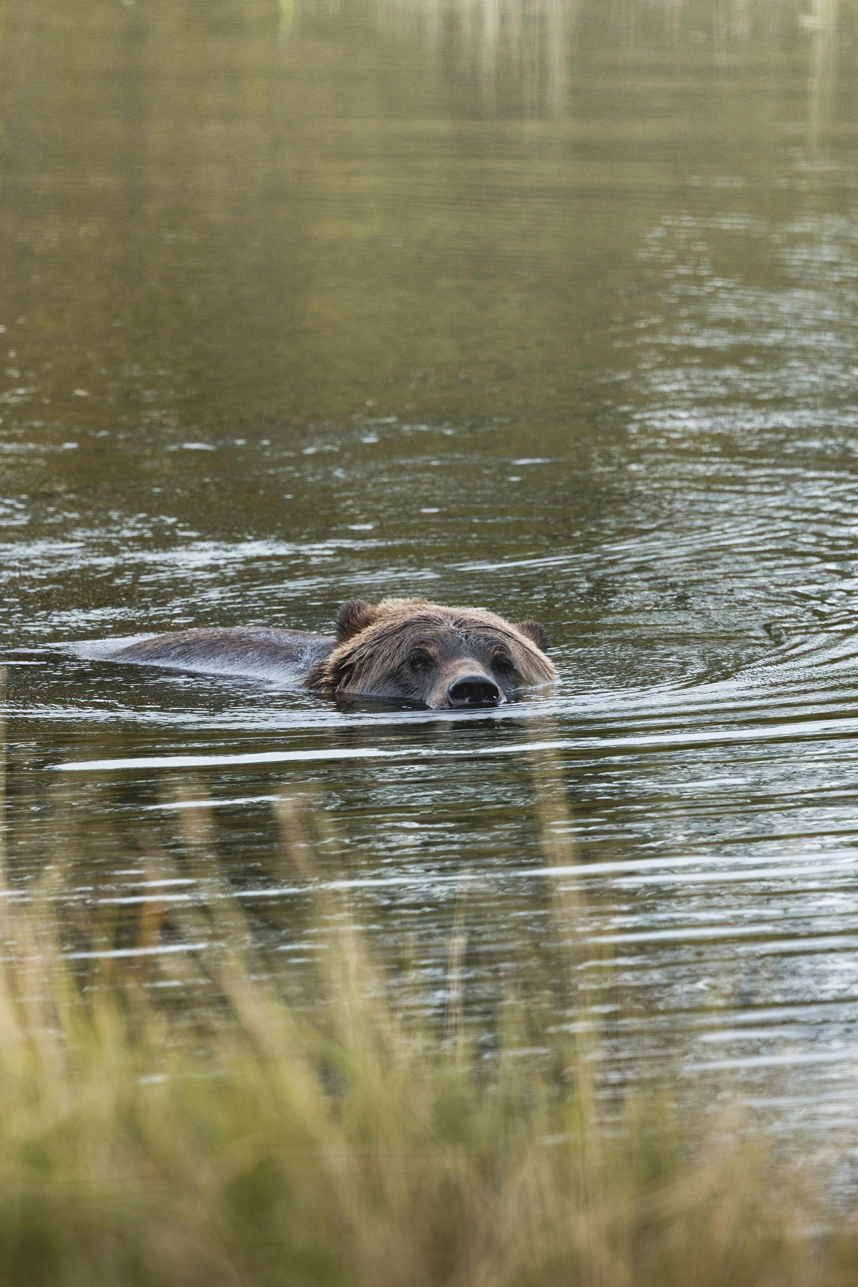 Bear in Water · Free Stock Photo