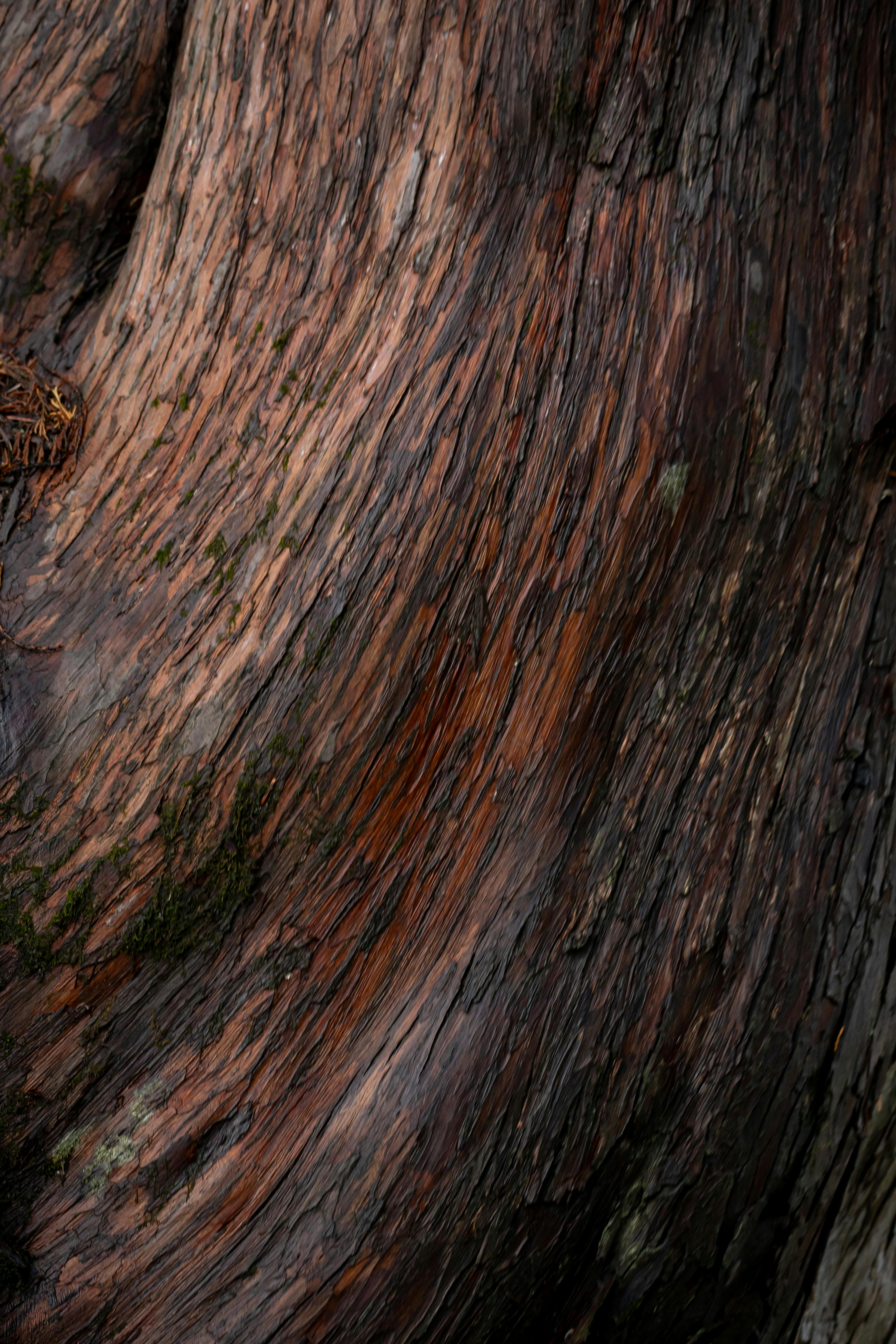 Mystical Tree Bark Textures · Free Stock Photo