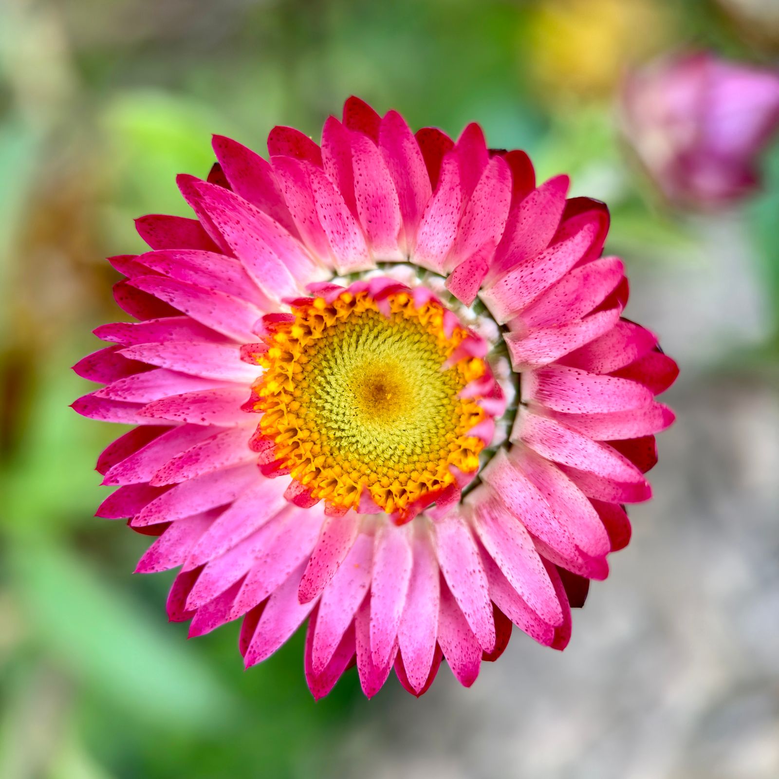 Flower Gardens Photos, Download The BEST Free Flower Gardens Stock ...