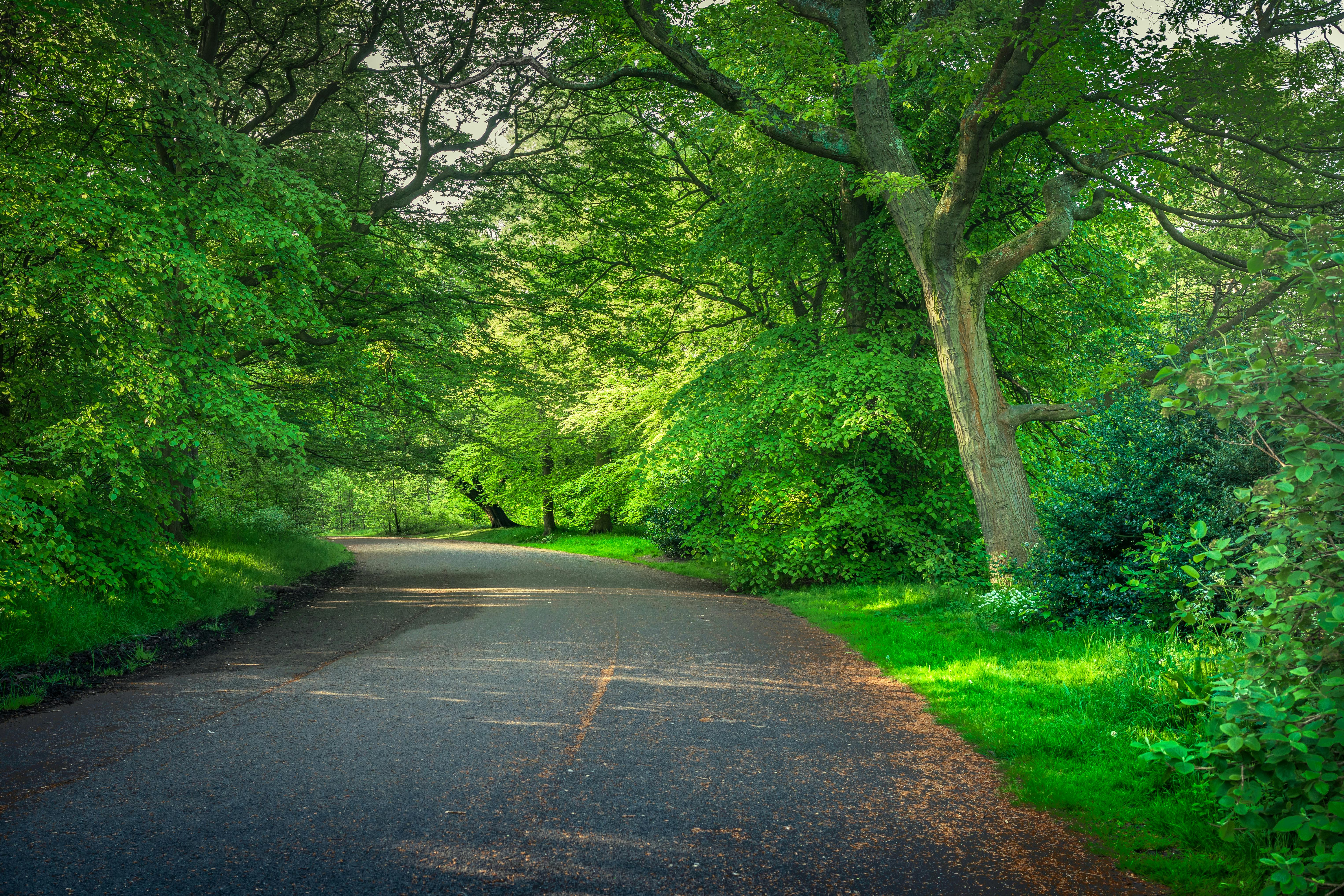 Asphalt Road with Old Orange Leaves between Green Trees · Free Stock Photo