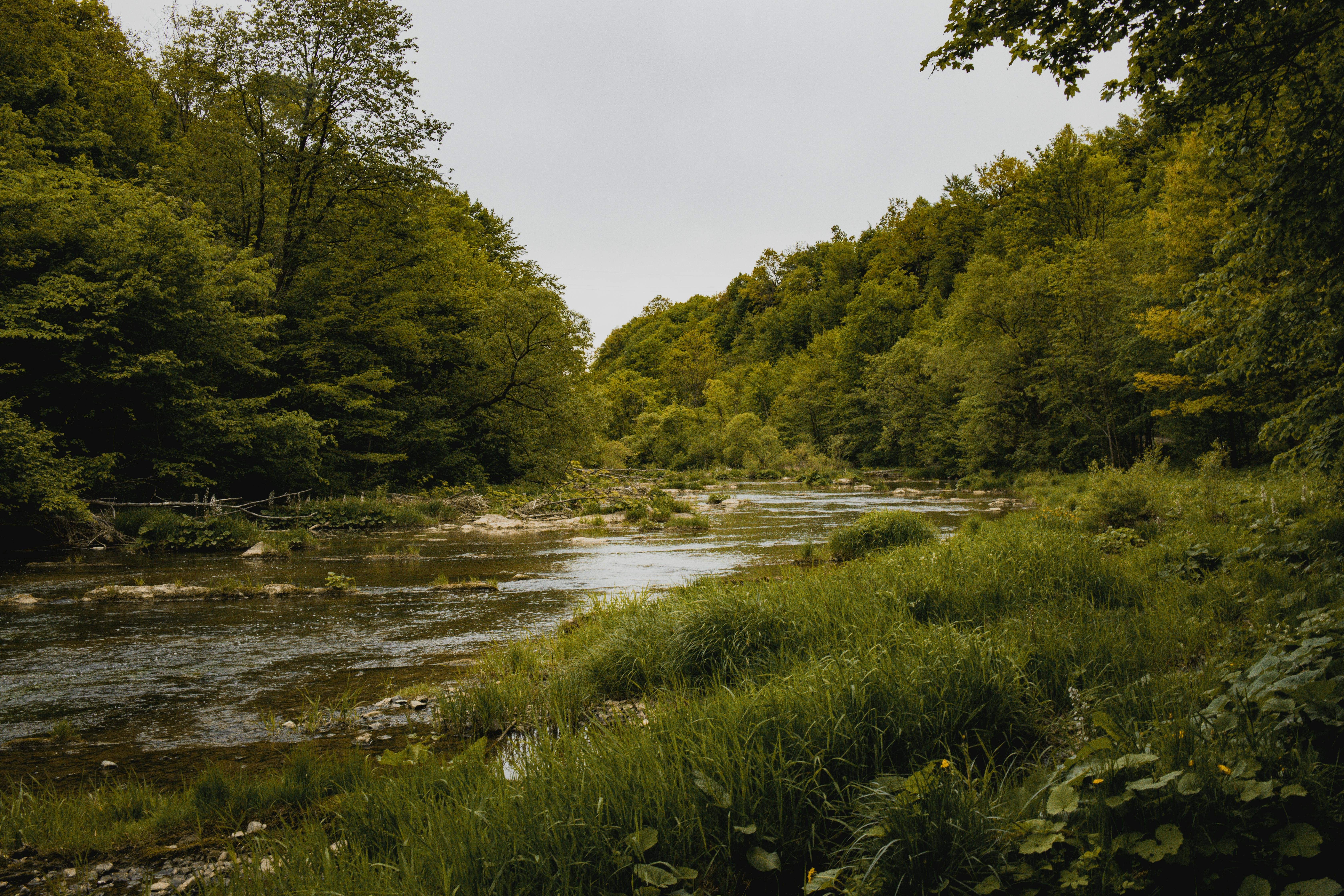 Wide and Shallow River Flowing through Forest · Free Stock Photo