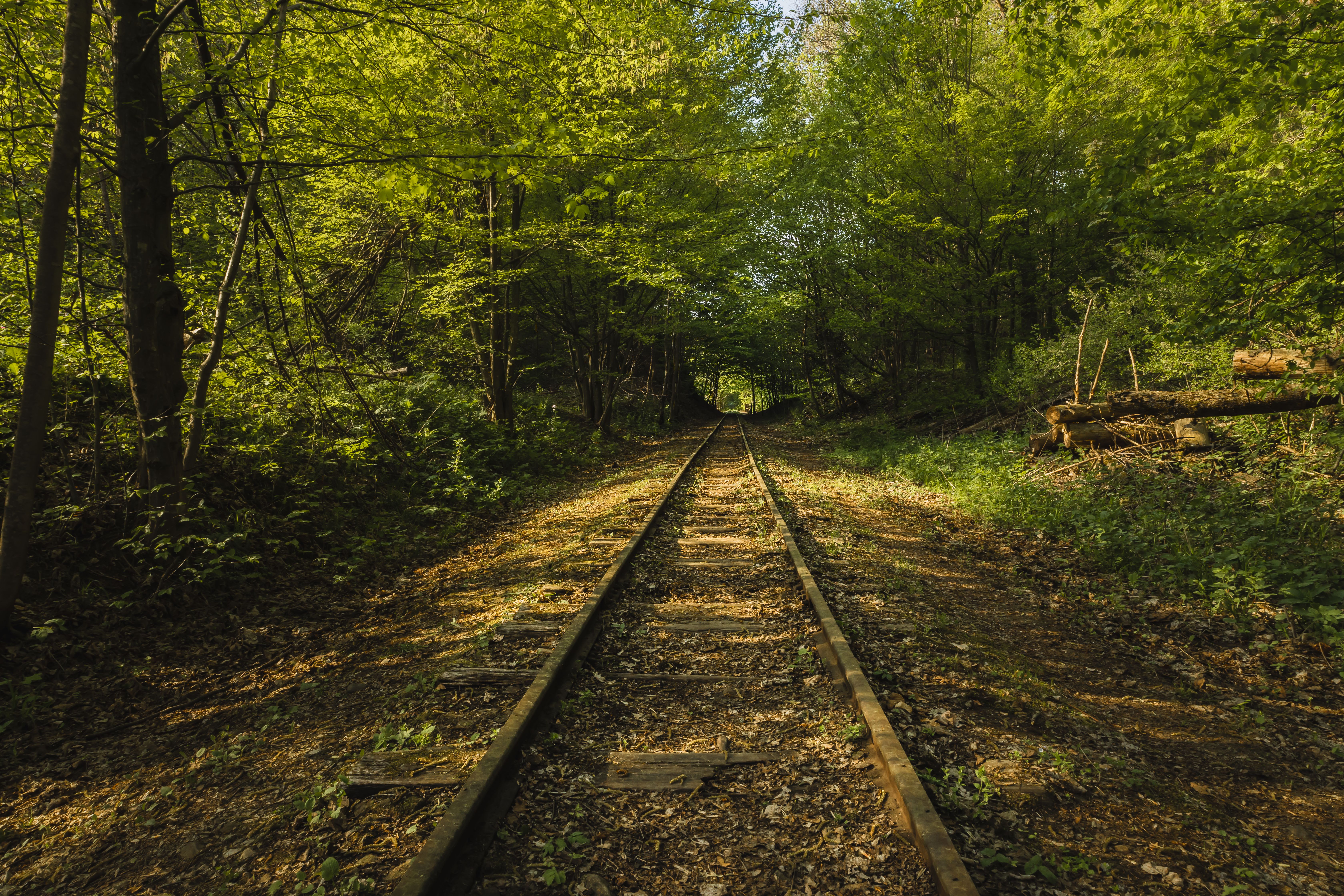 Railway Tracks among Trees · Free Stock Photo