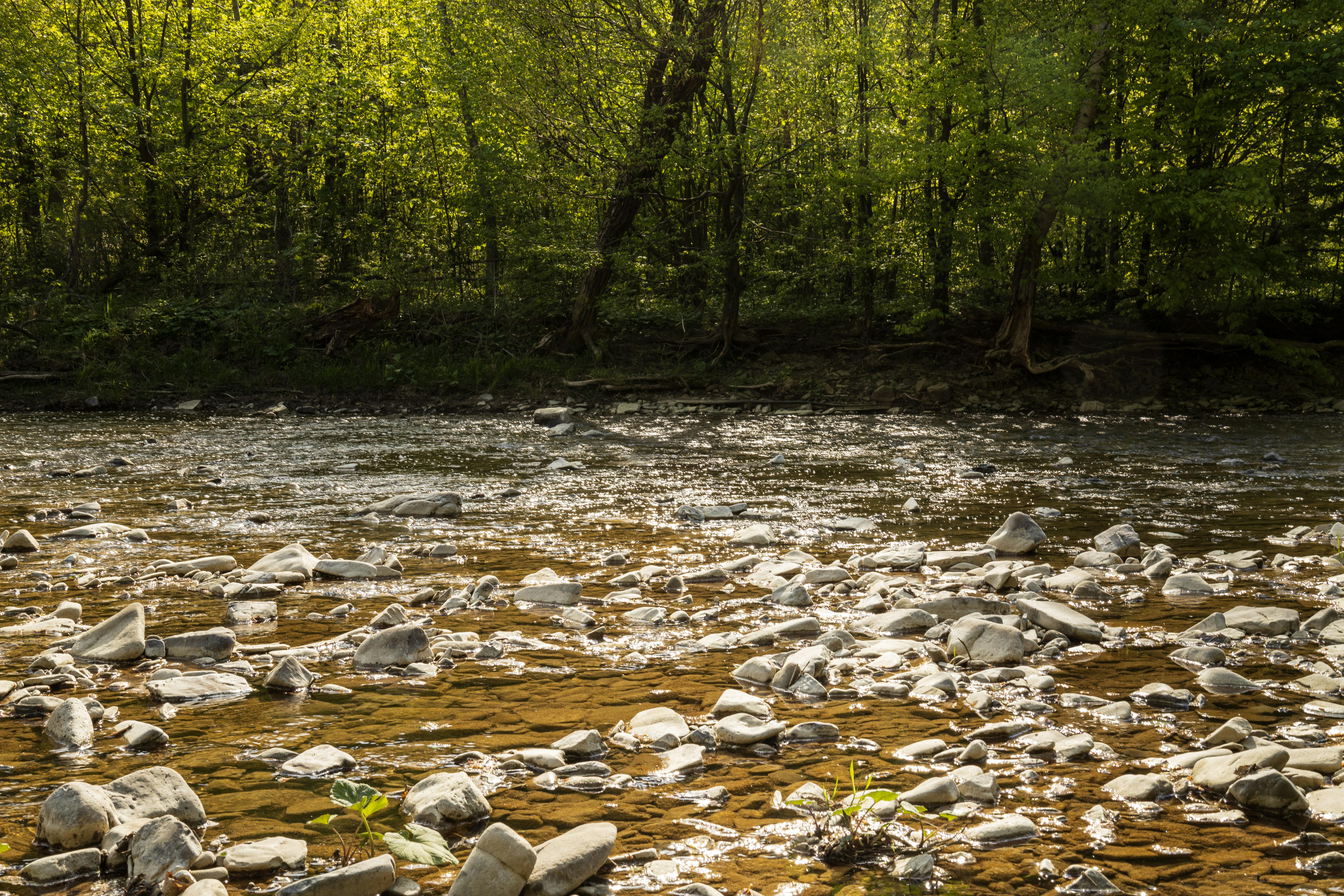 Wide Shallow River in Forest with Many Stones on Surface · Free Stock Photo