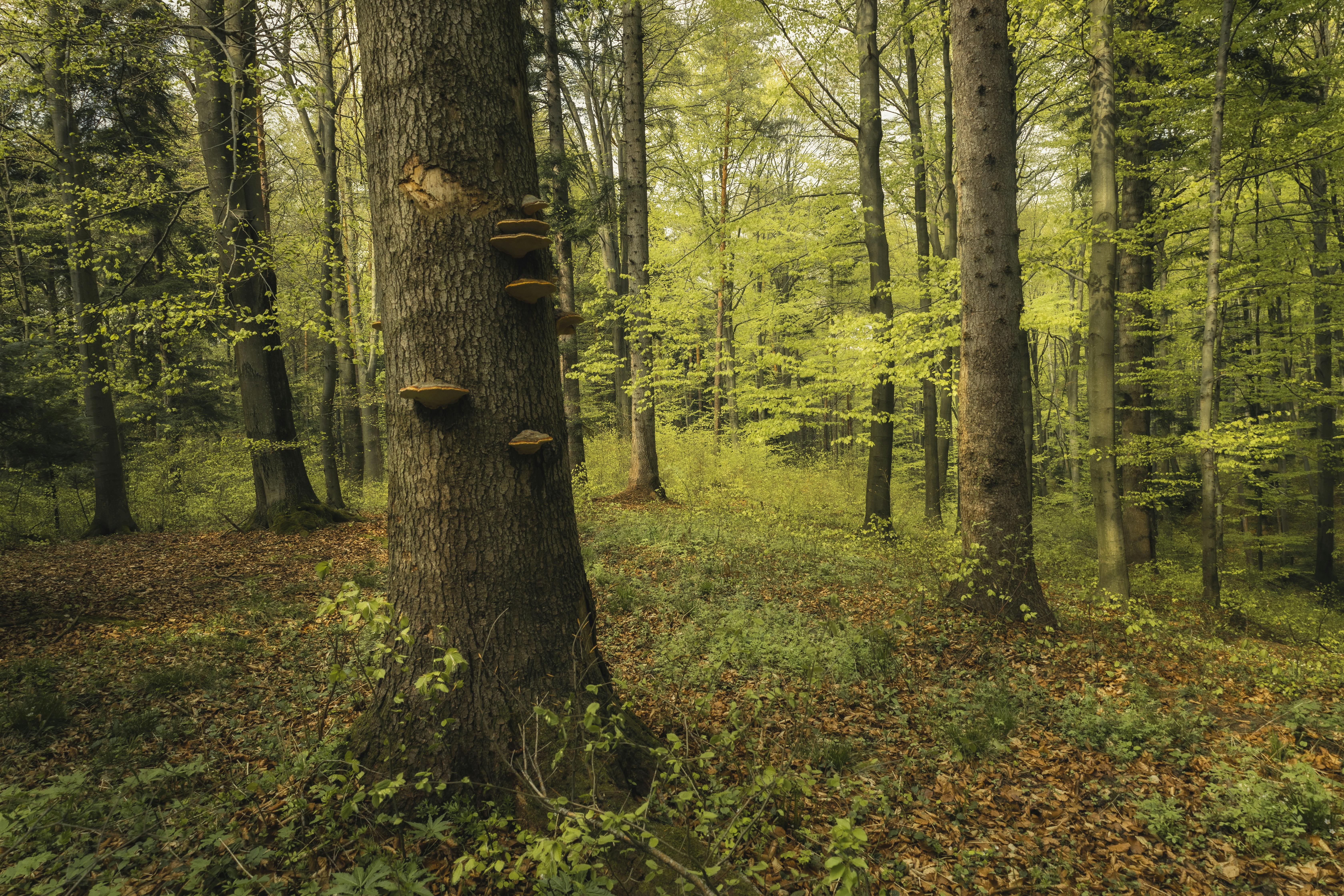 Conks Growing on Tree in Park · Free Stock Photo
