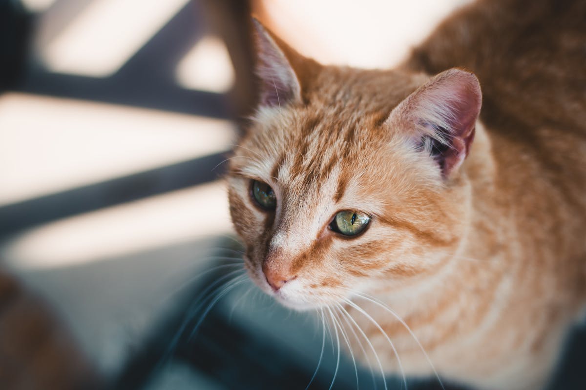 Cats in Ancient Greece: Mythical Creatures & Cultural Impact