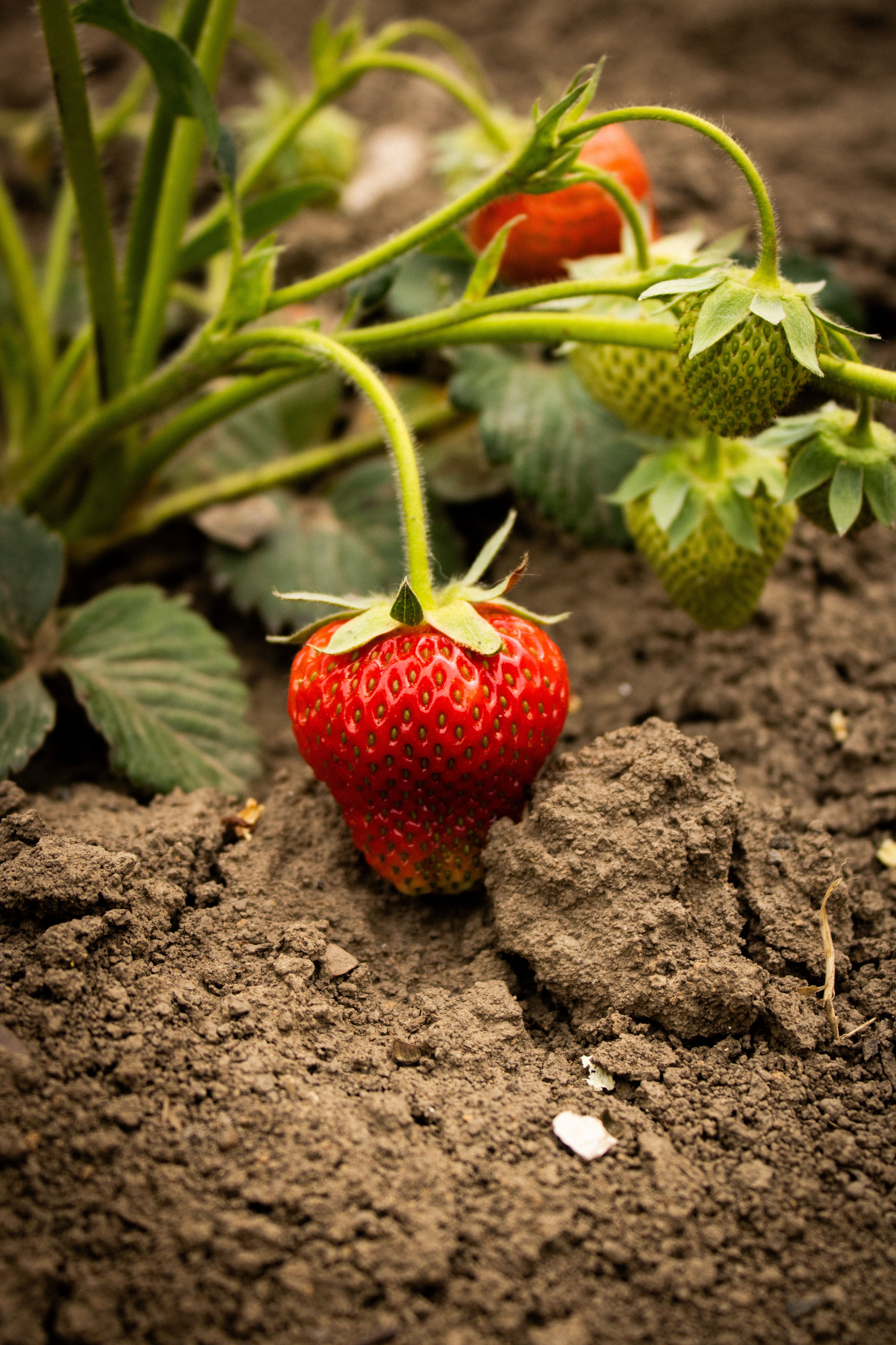 Strawberries Photos, Download The BEST Free Strawberries Stock Photos ...