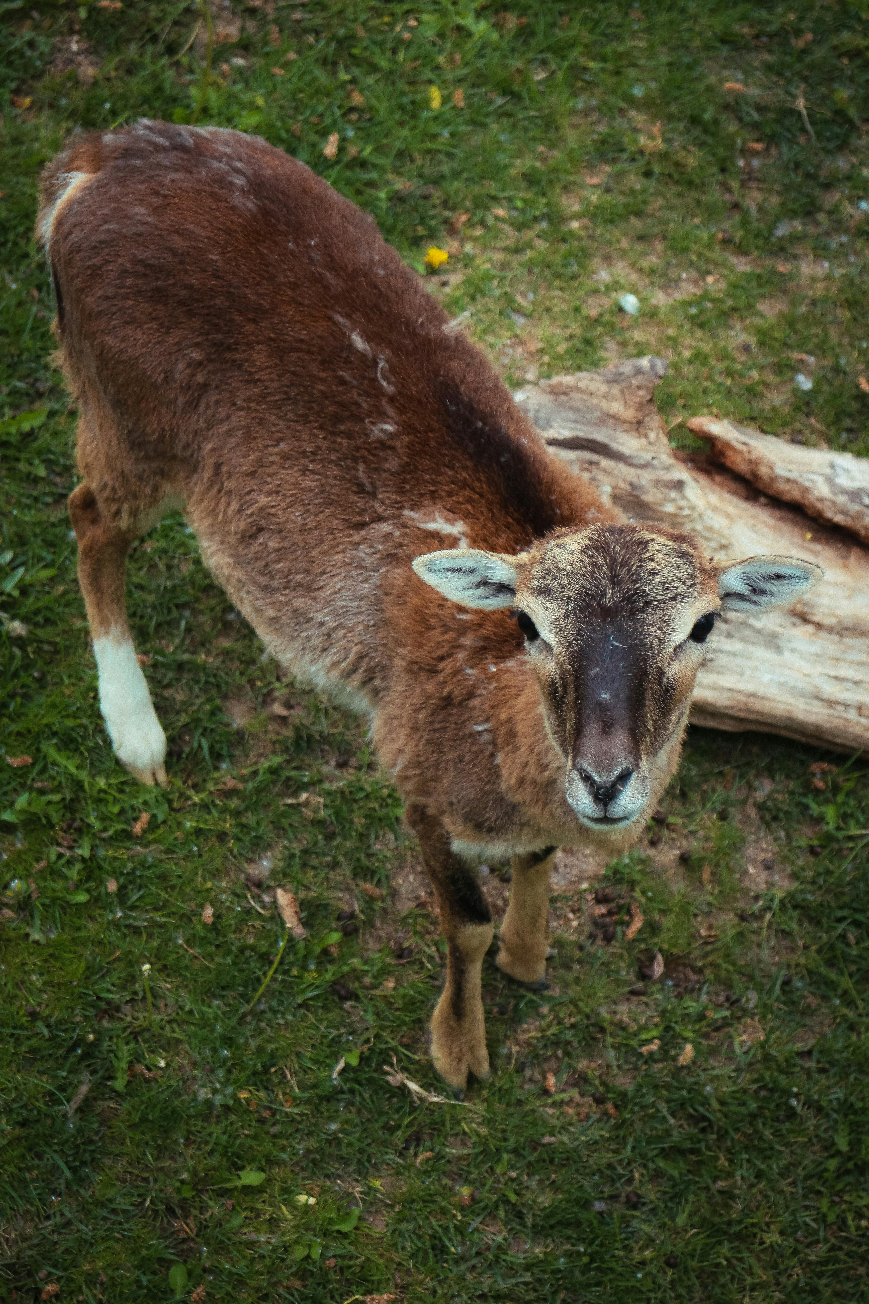 Cute Sheep Looking up Against Grass · Free Stock Photo