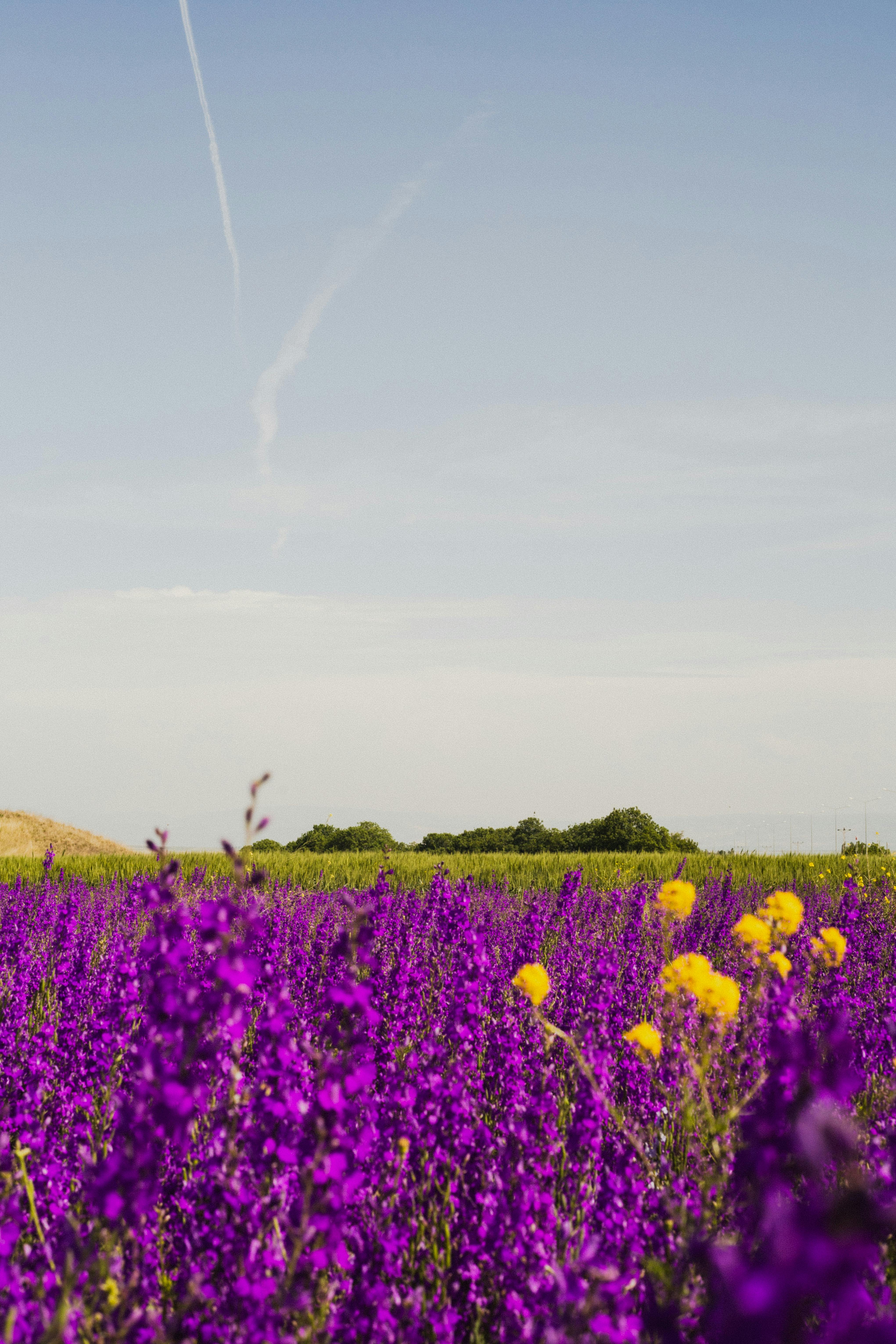 Purple Flower Field during Sunset · Free Stock Photo