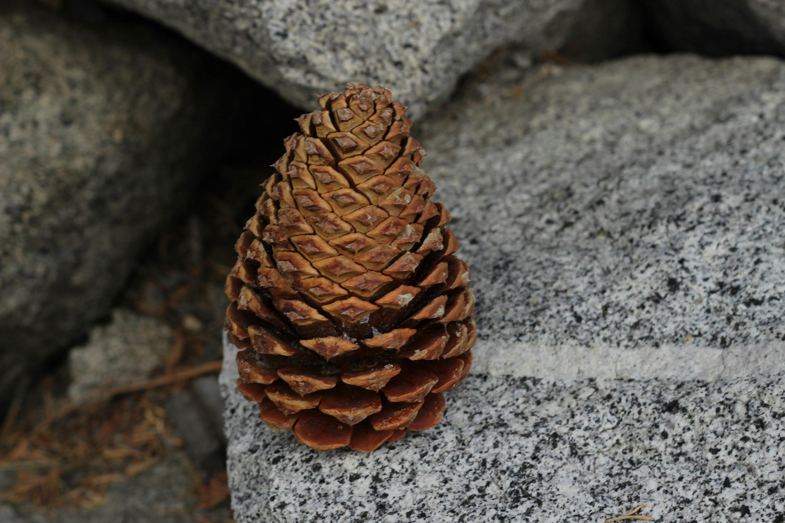 Free stock photo of pinecone