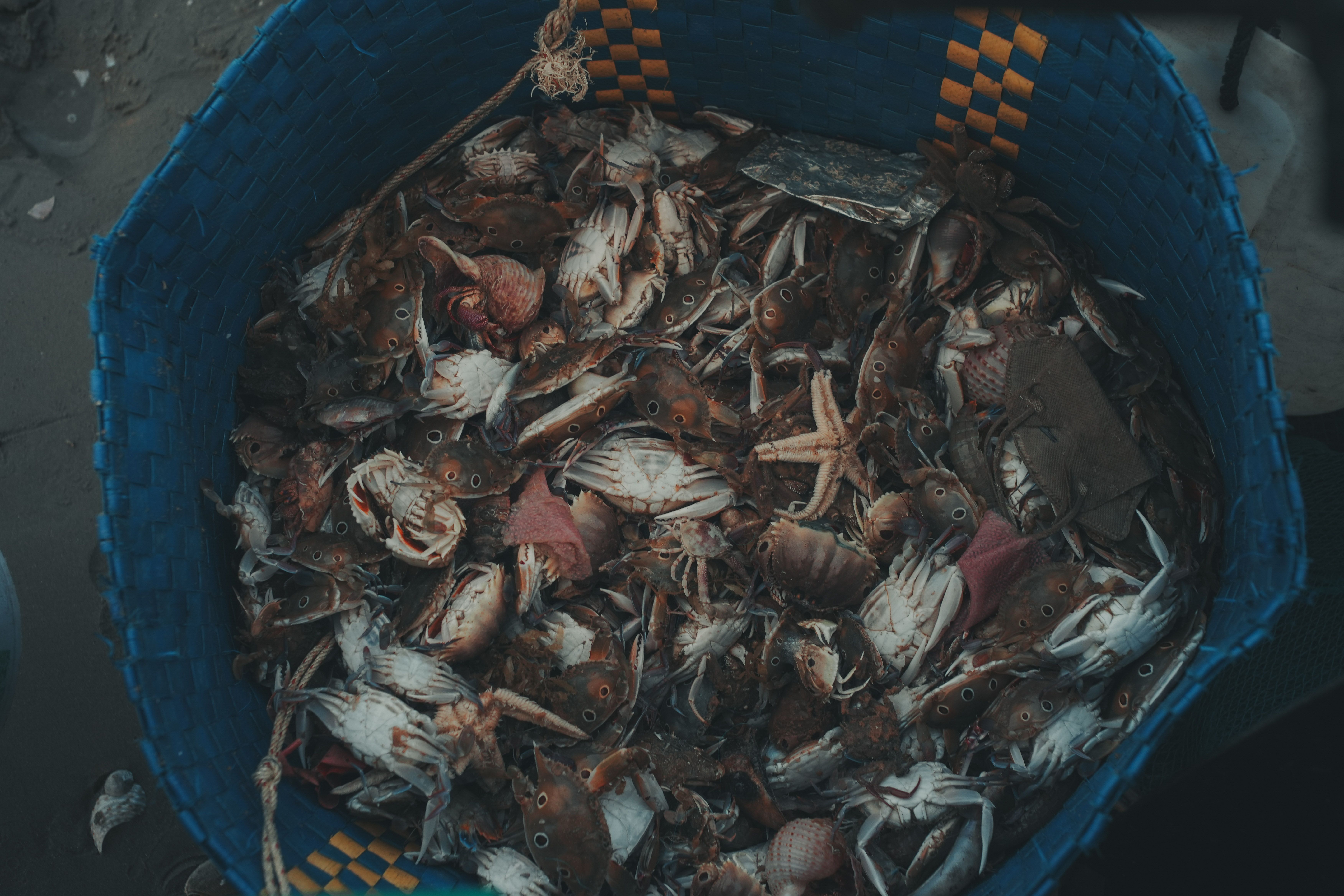 A blue bucket filled with crabs and shells · Free Stock Photo