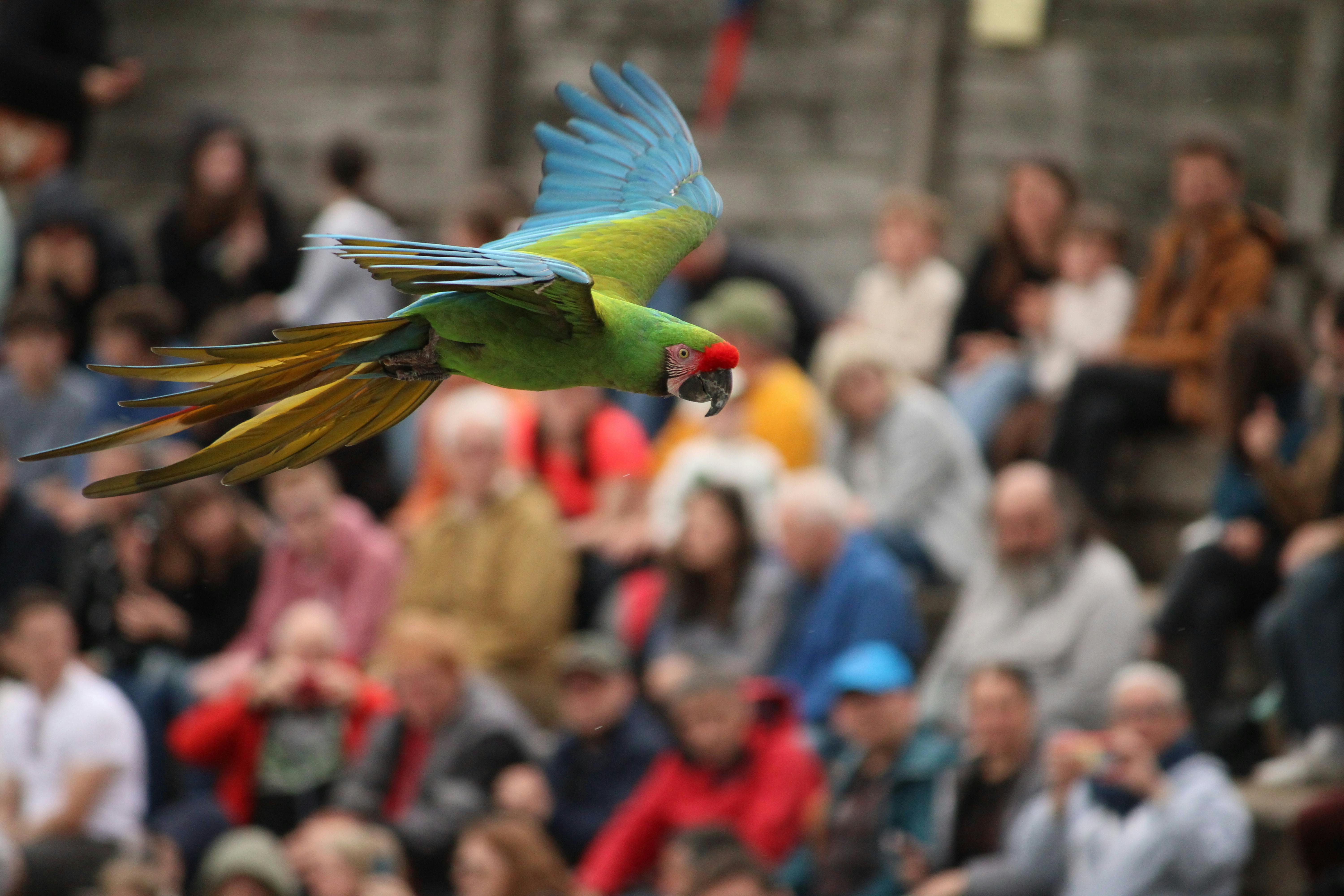 Parrot Flying Photos, Download The BEST Free Parrot Flying Stock Photos ...