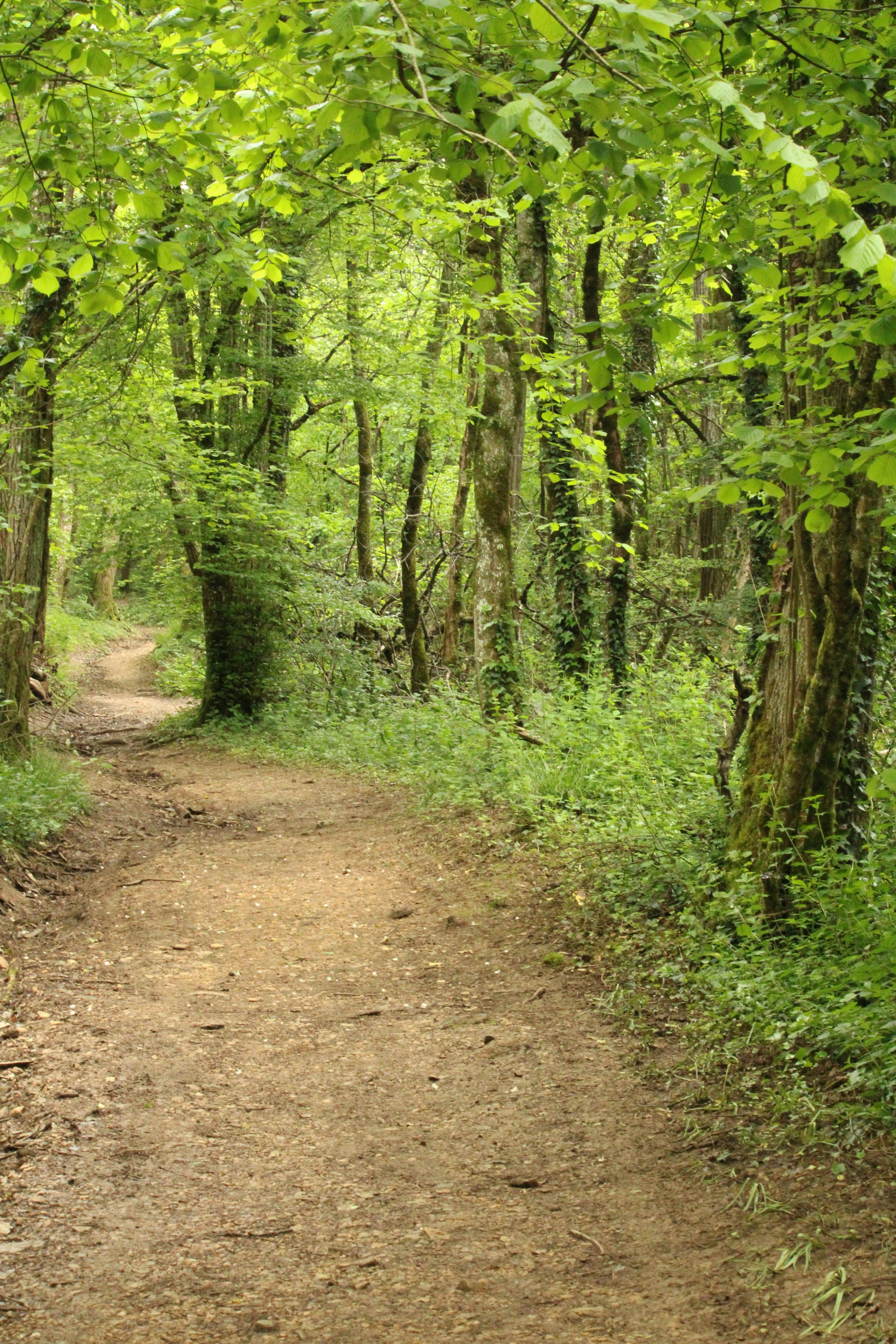 Path Through Trees Photos, Download The BEST Free Path Through Trees ...