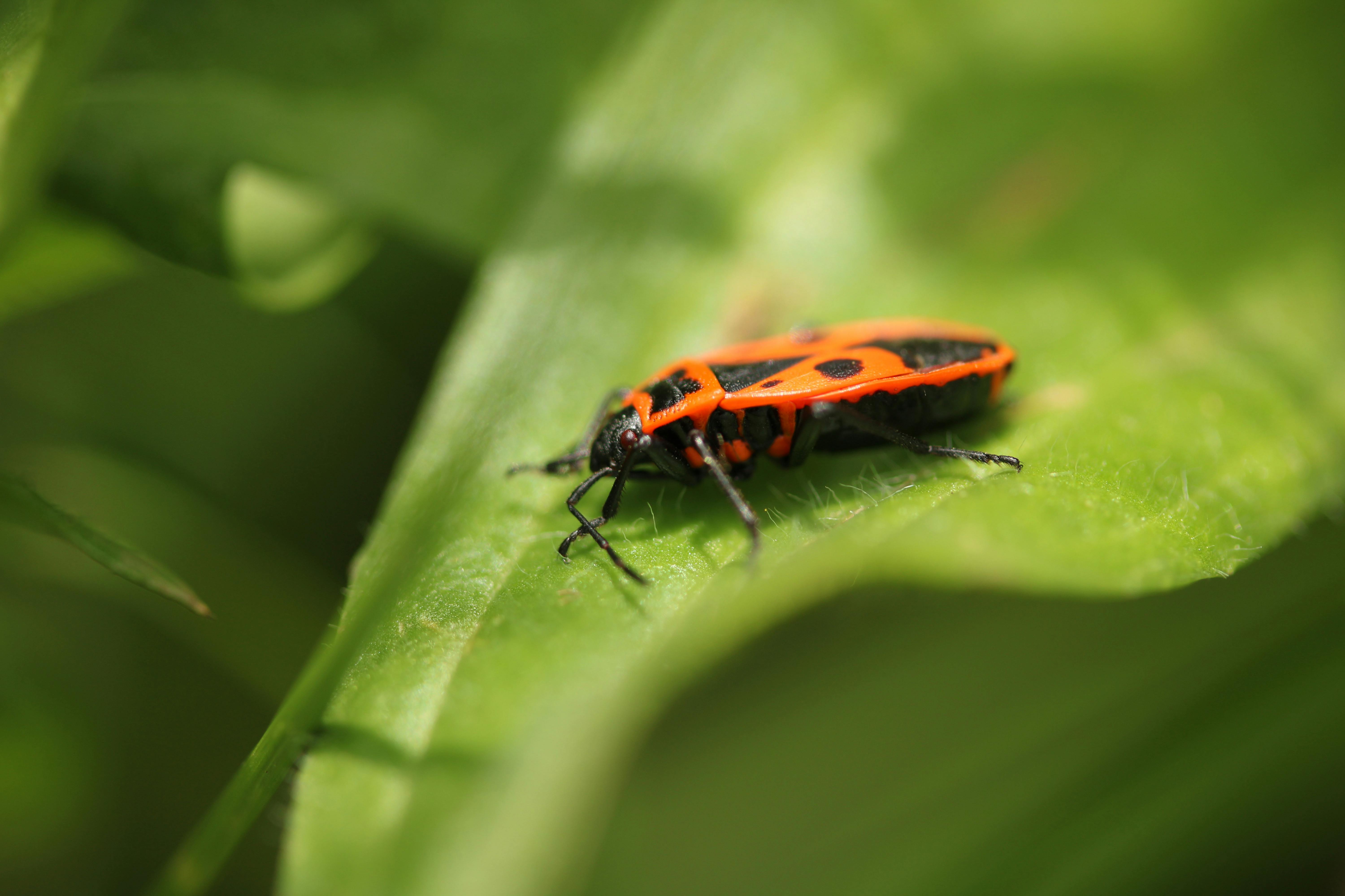 A bug with orange and black stripes on its back · Free Stock Photo