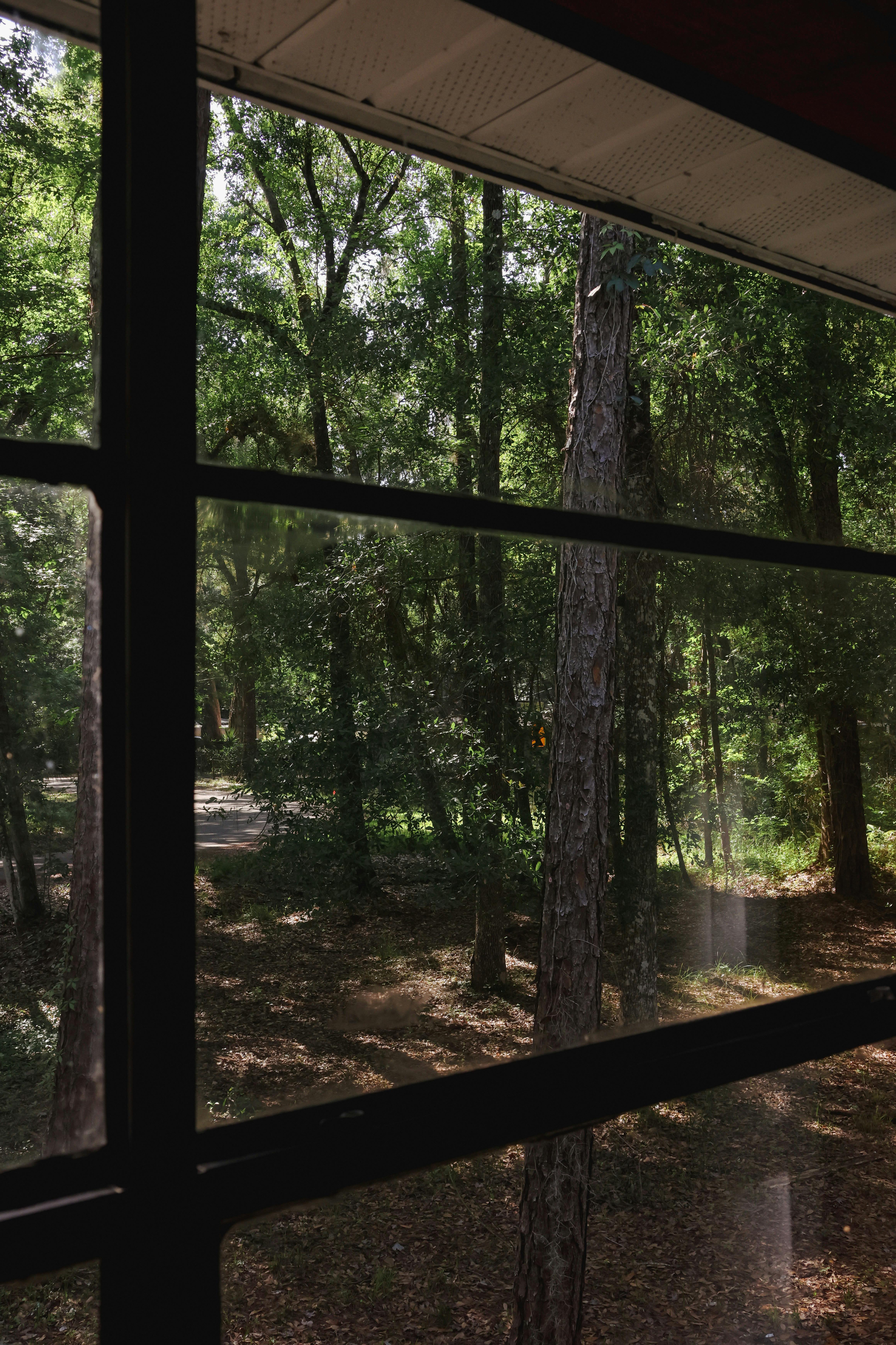 View of a Forest through Large Windows · Free Stock Photo