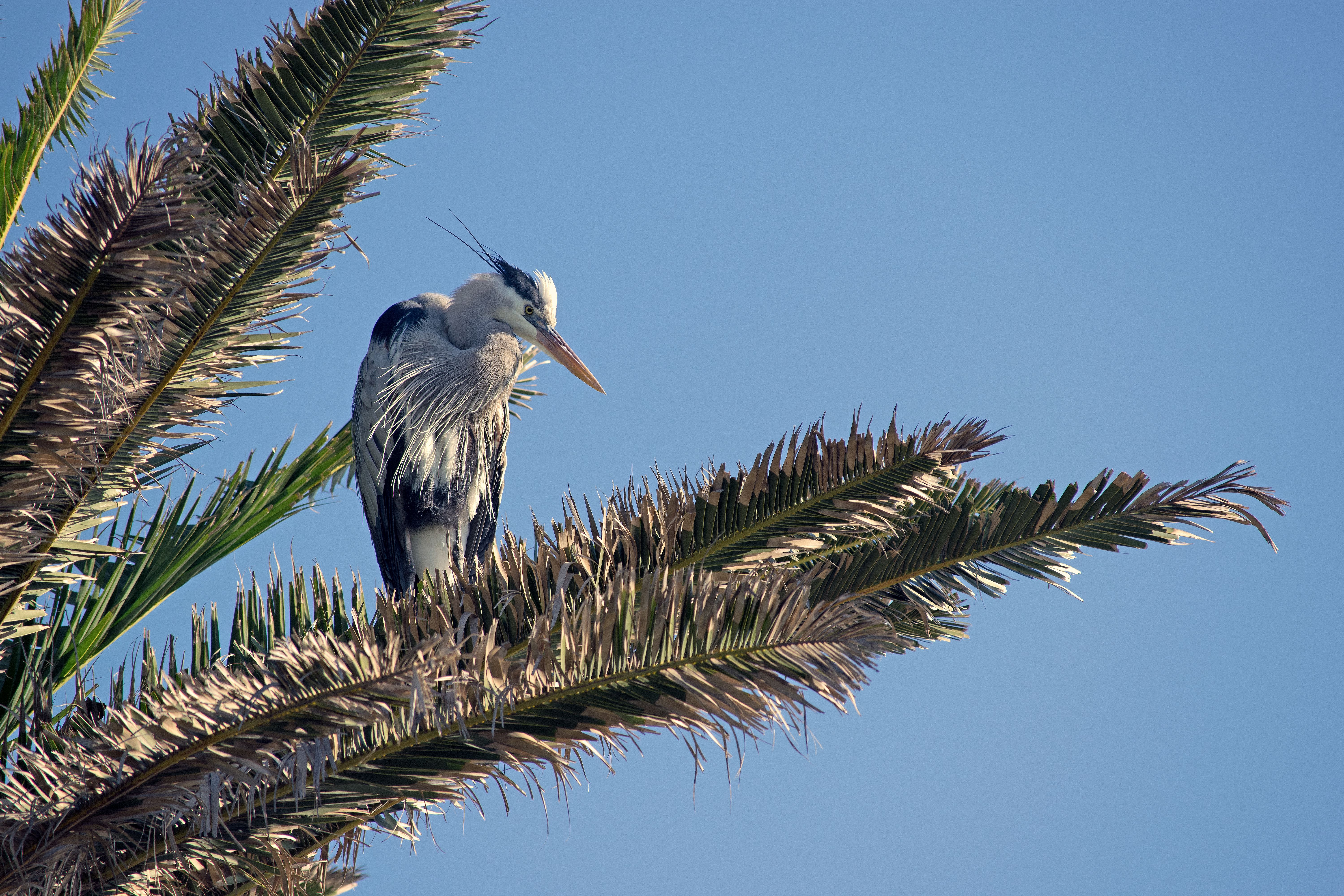 Close-up of a Heron Perched on a Palm Tree · Free Stock Photo
