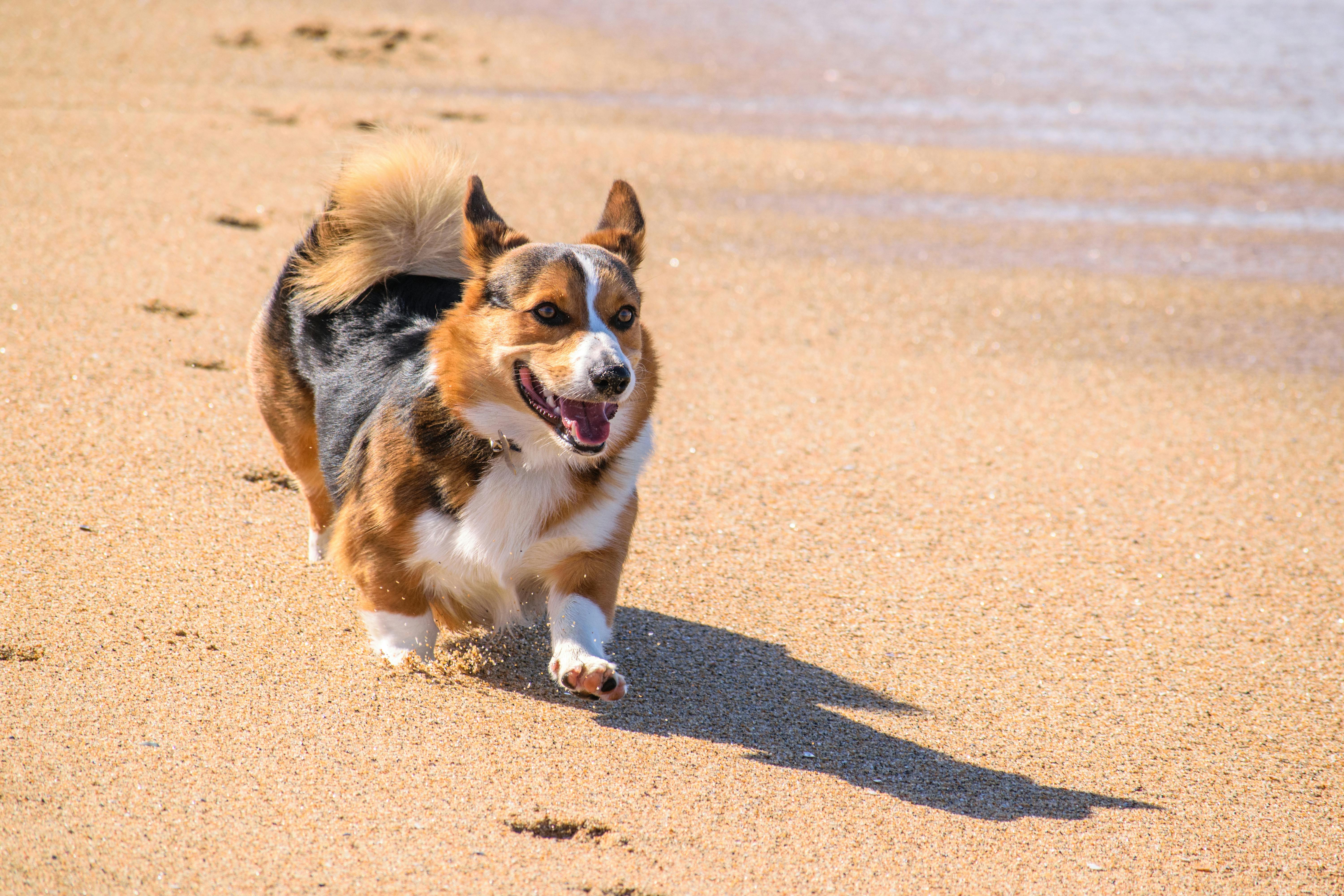 Pembroke Welsh Corgi Dog Running on Sandy Beach · Free Stock Photo
