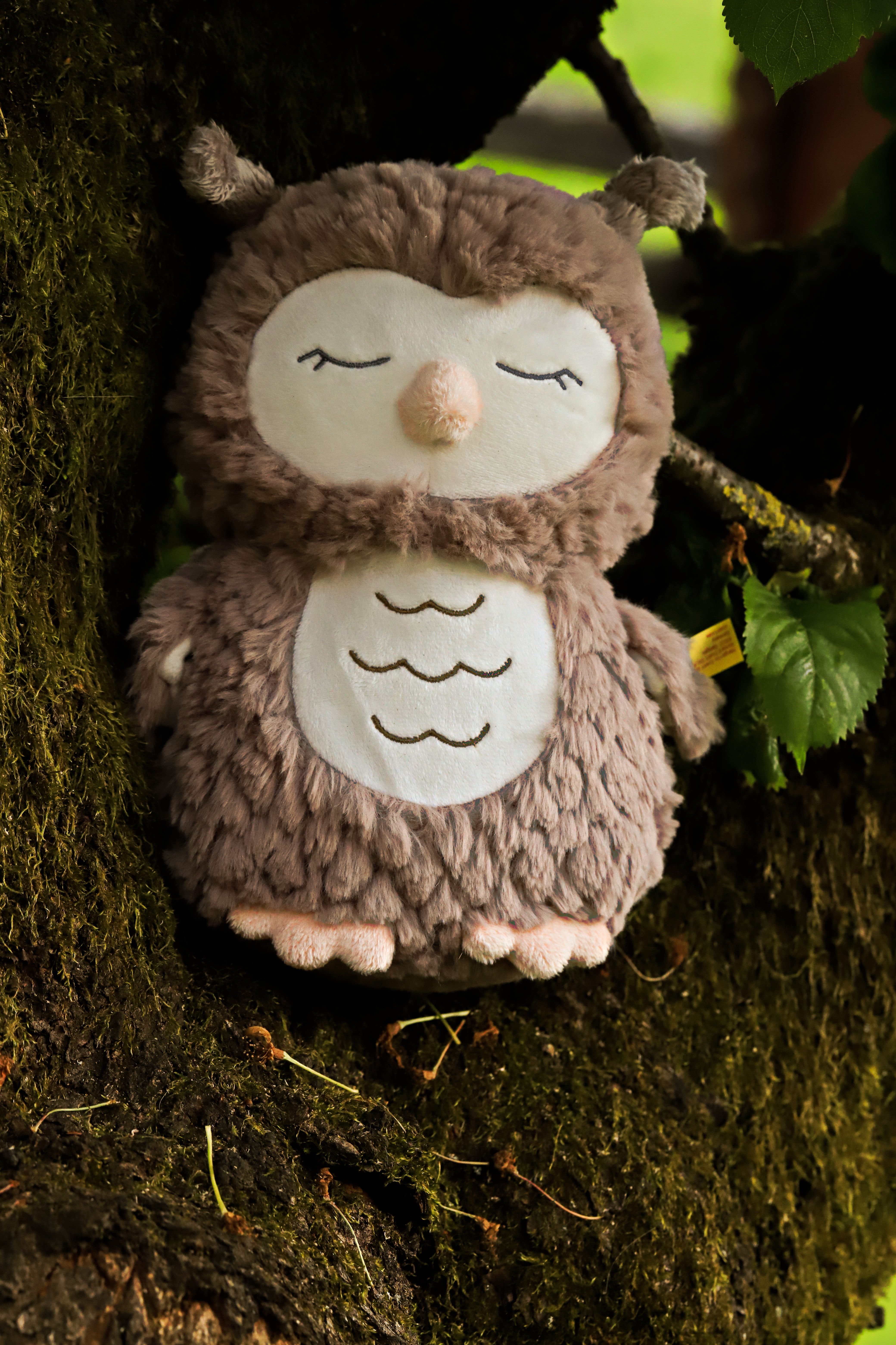 Close-up of a Cuddly Toy on a Tree · Free Stock Photo