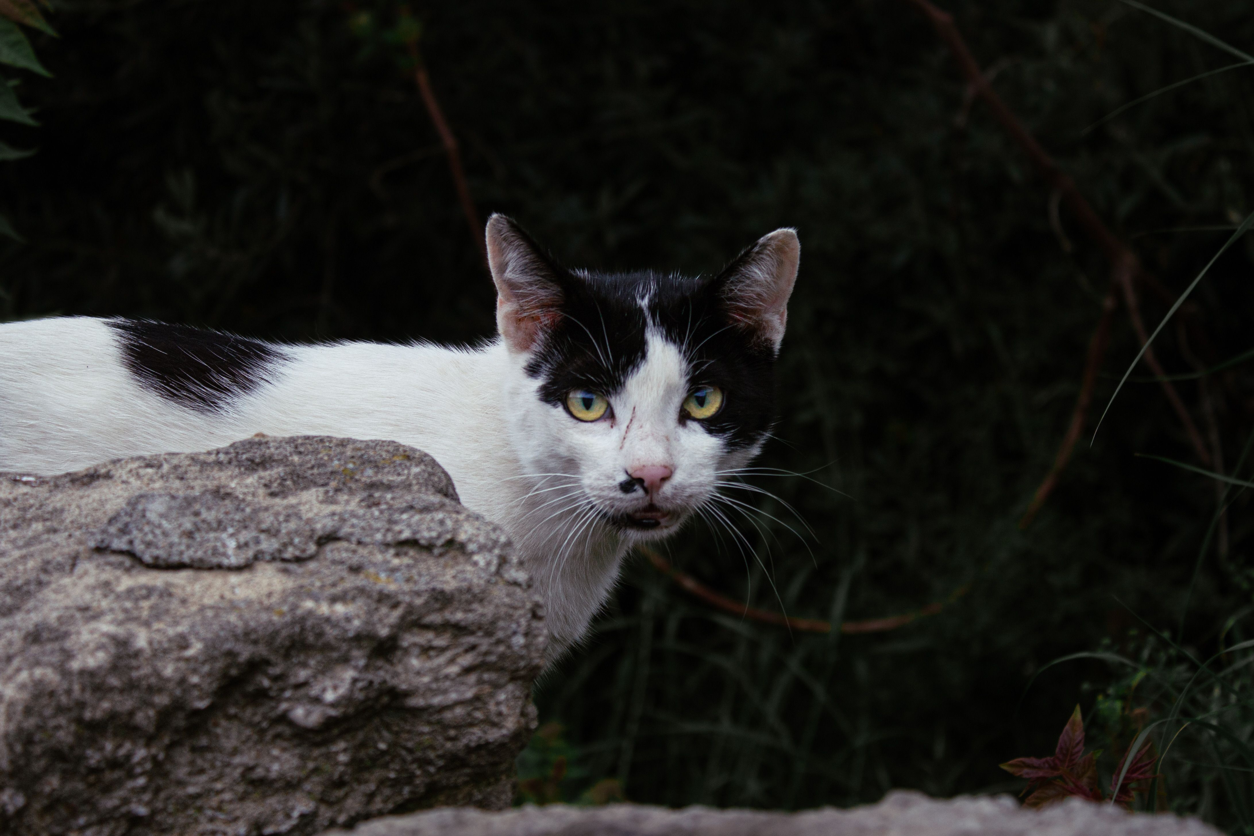 Vermin Hunter Photos, Download The BEST Free Vermin Hunter Stock Photos ...