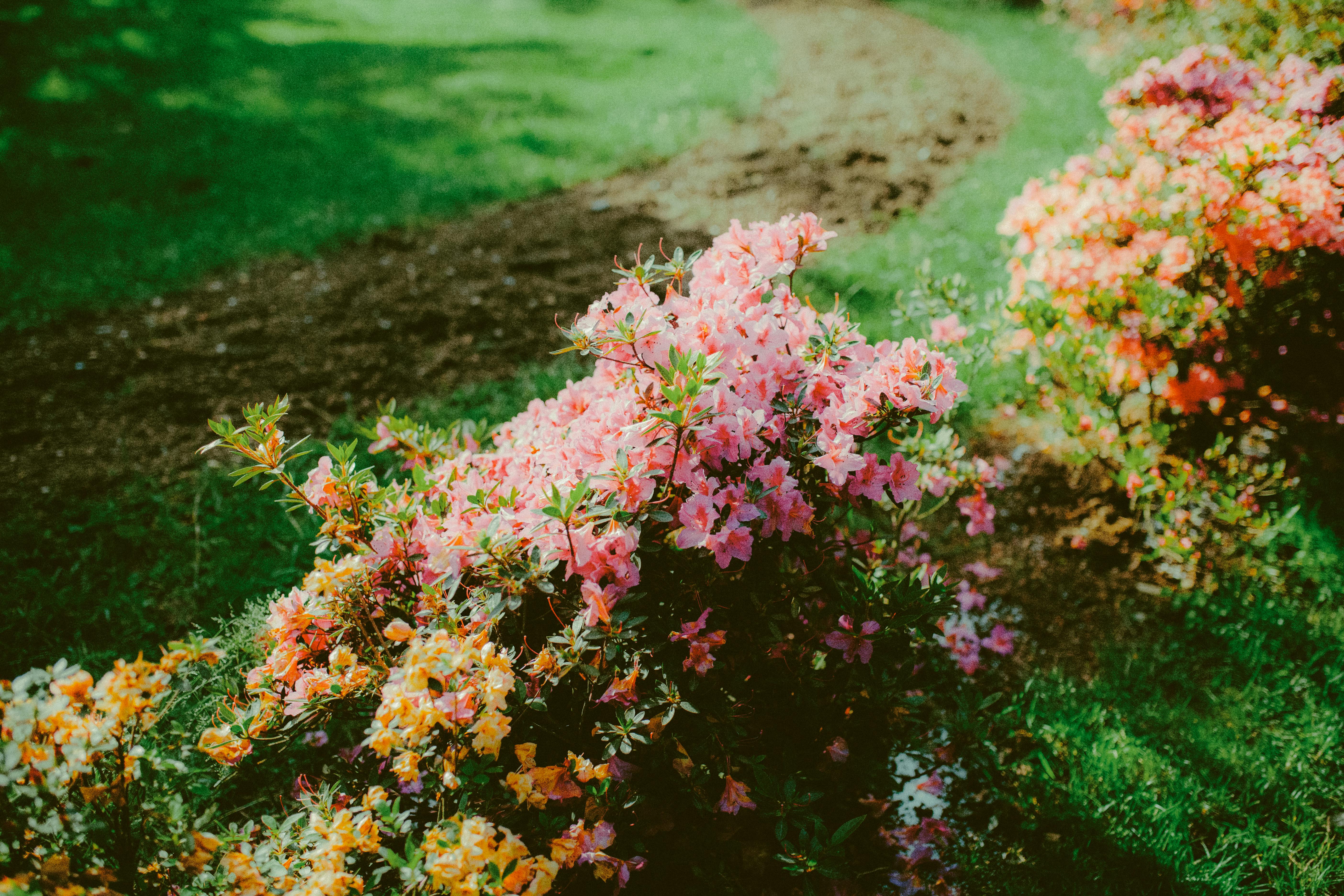 Complete Guide to Azalea Bush Care and Planting Tips