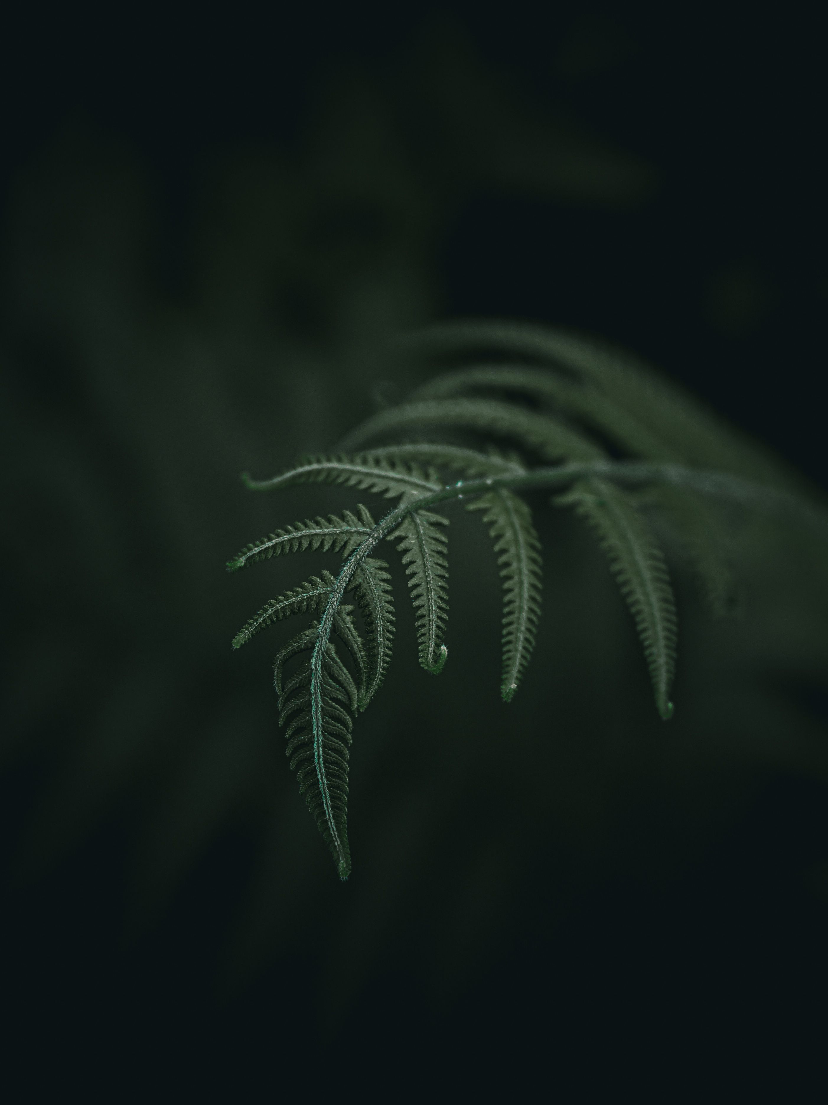 Close-up of a Fern · Free Stock Photo