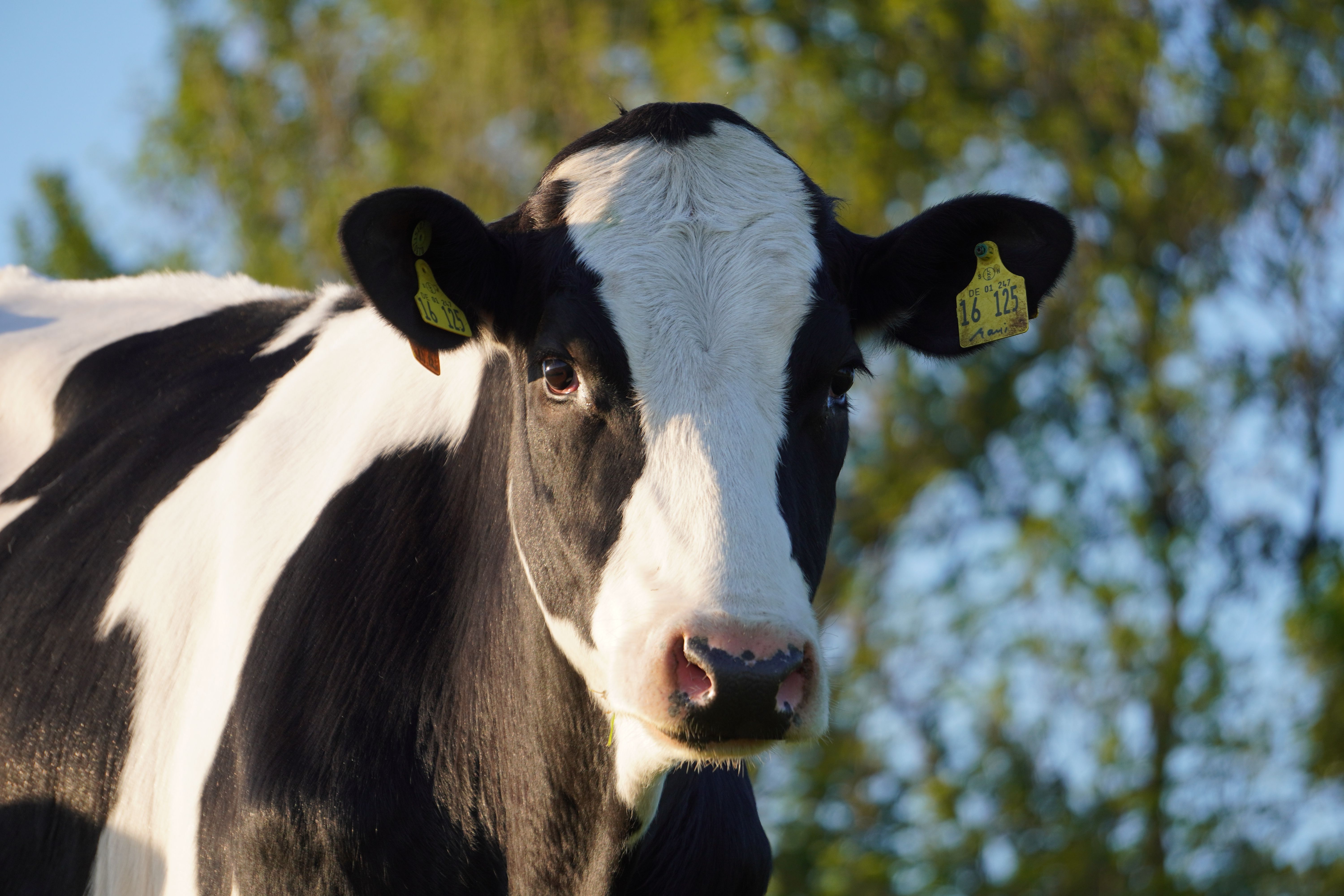 A black and white cow with yellow ear tags · Free Stock Photo