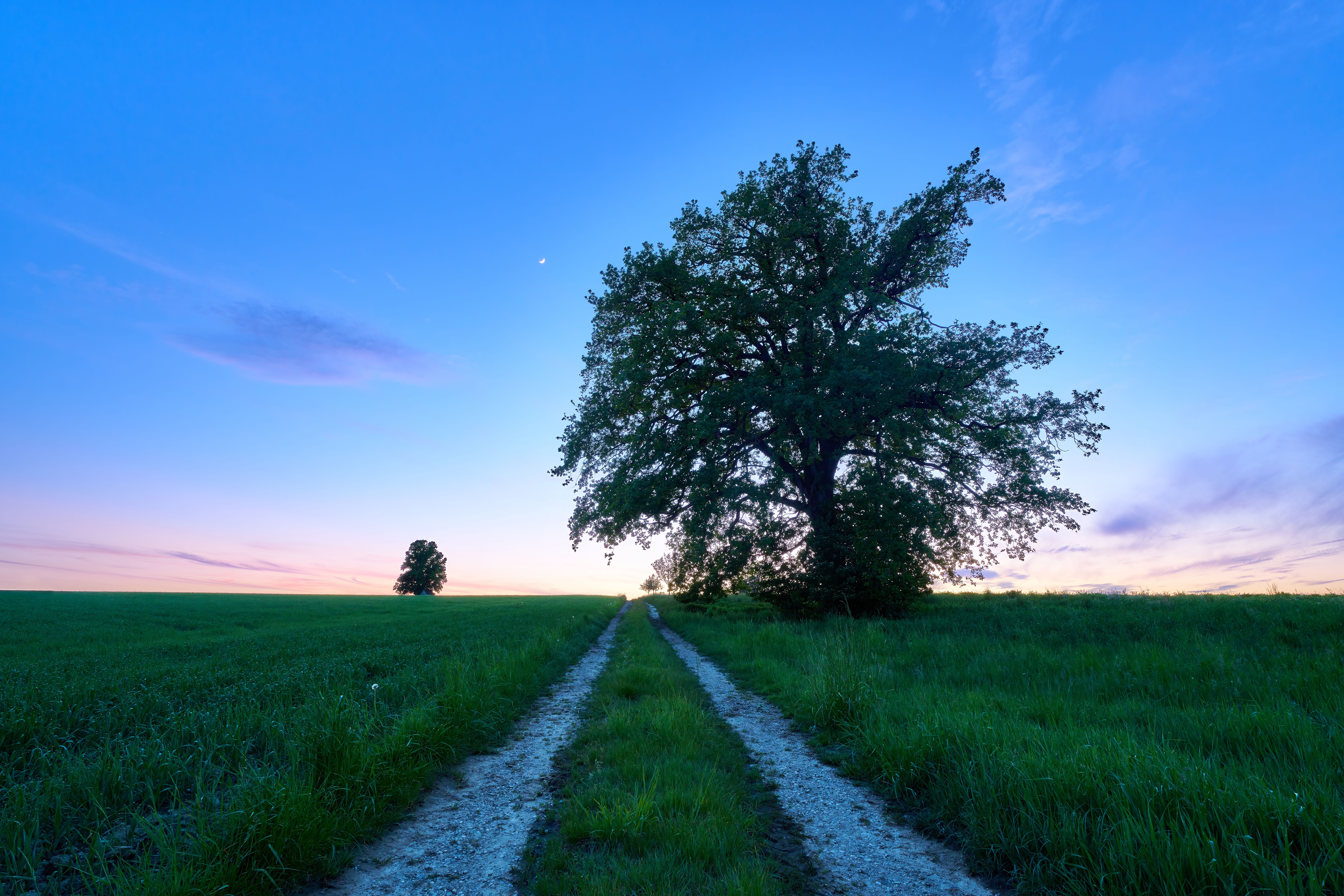 Dirt Road and Tree in Countryside · Free Stock Photo