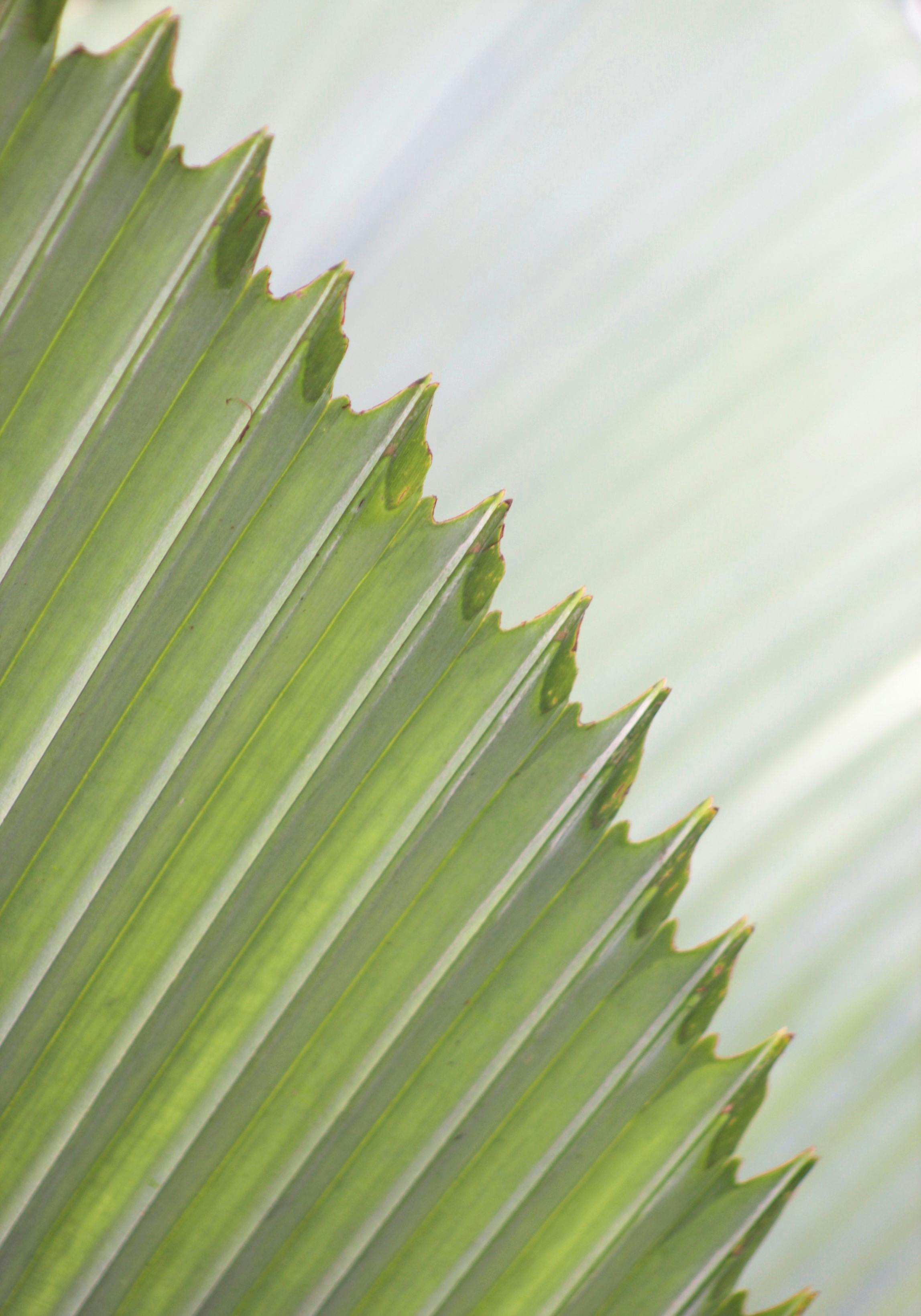 Free stock photo of Leaf with sharp edge