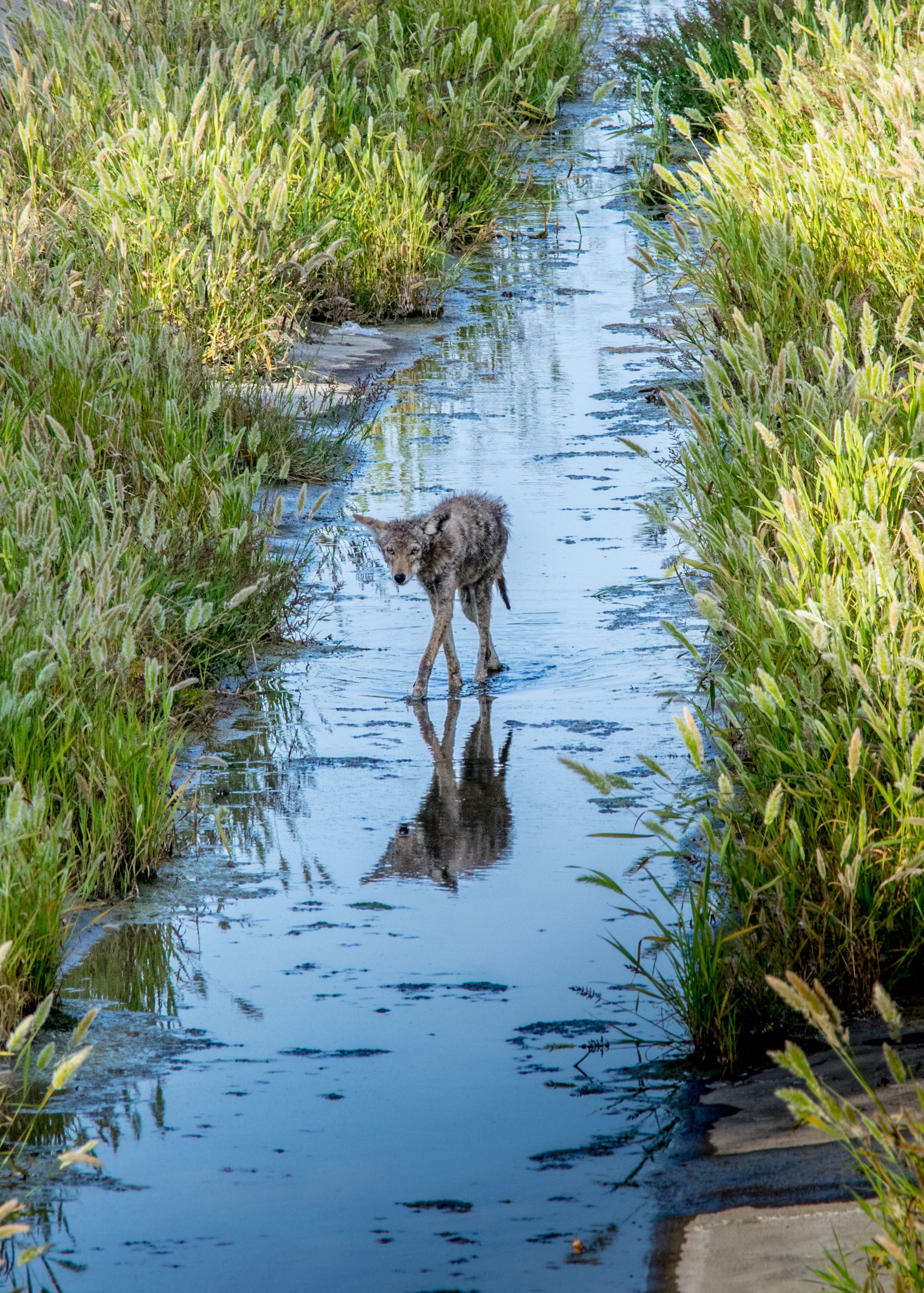 Close-Up Shot of a Sleeping Coyote · Free Stock Photo