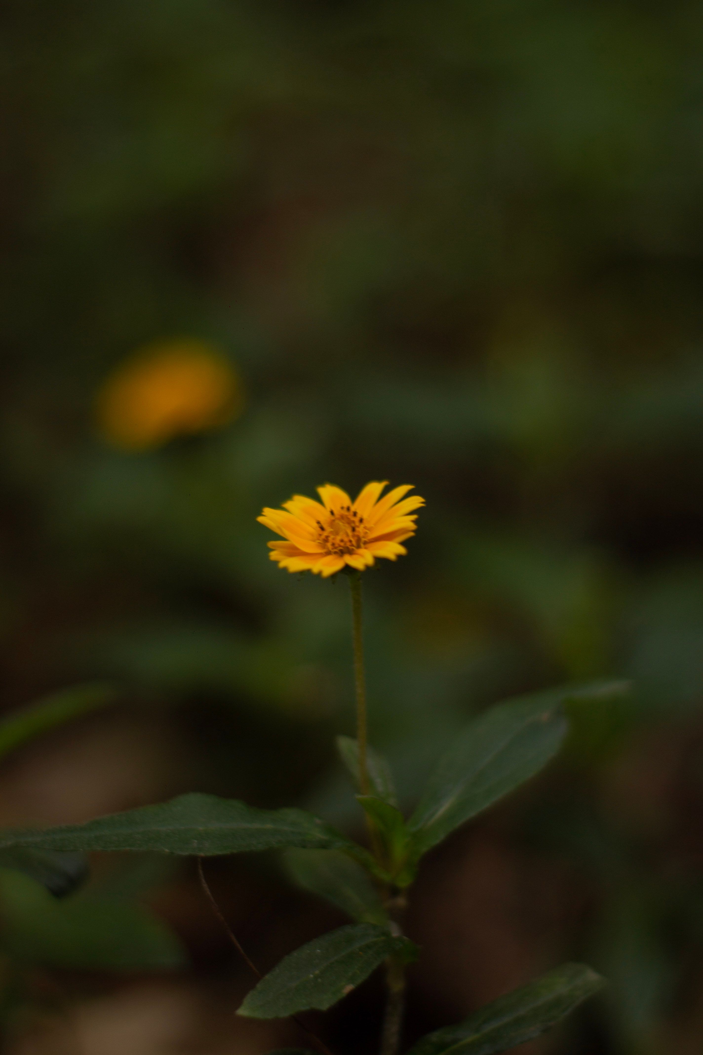 Yellow Flower in a Forest · Free Stock Photo
