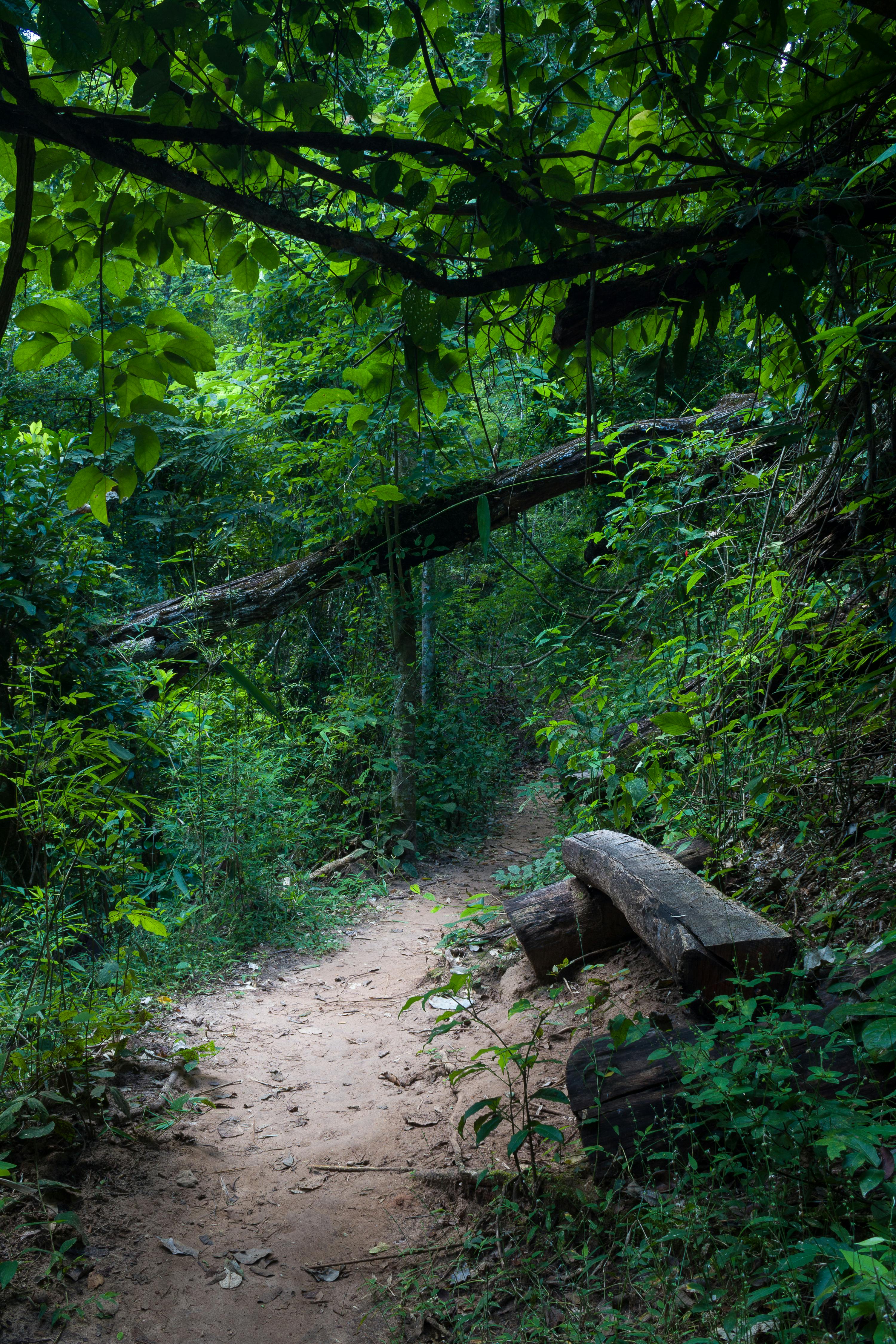 Path With Trees In Between · Free Stock Photo