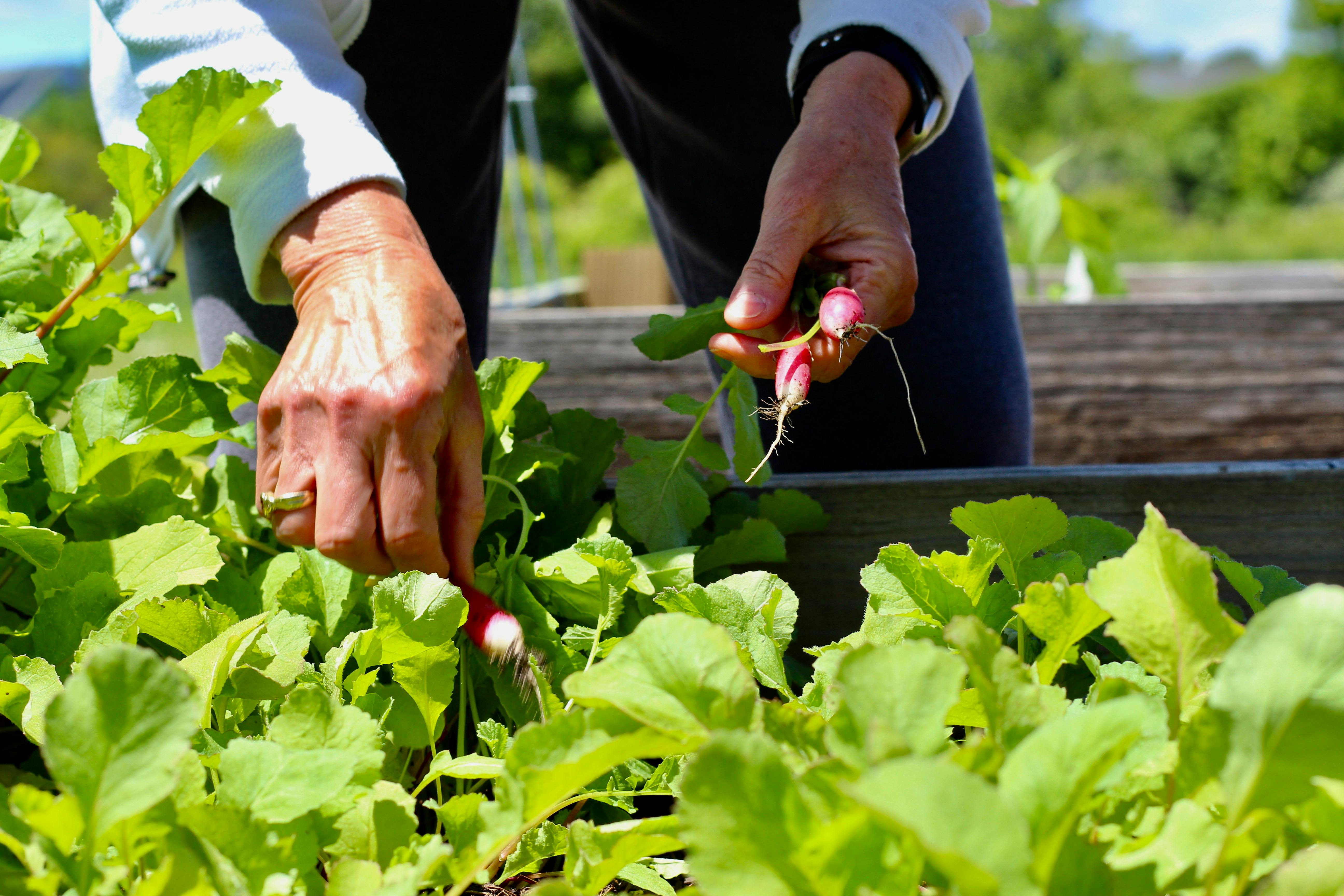 Man Gathering Radishes · Free Stock Photo