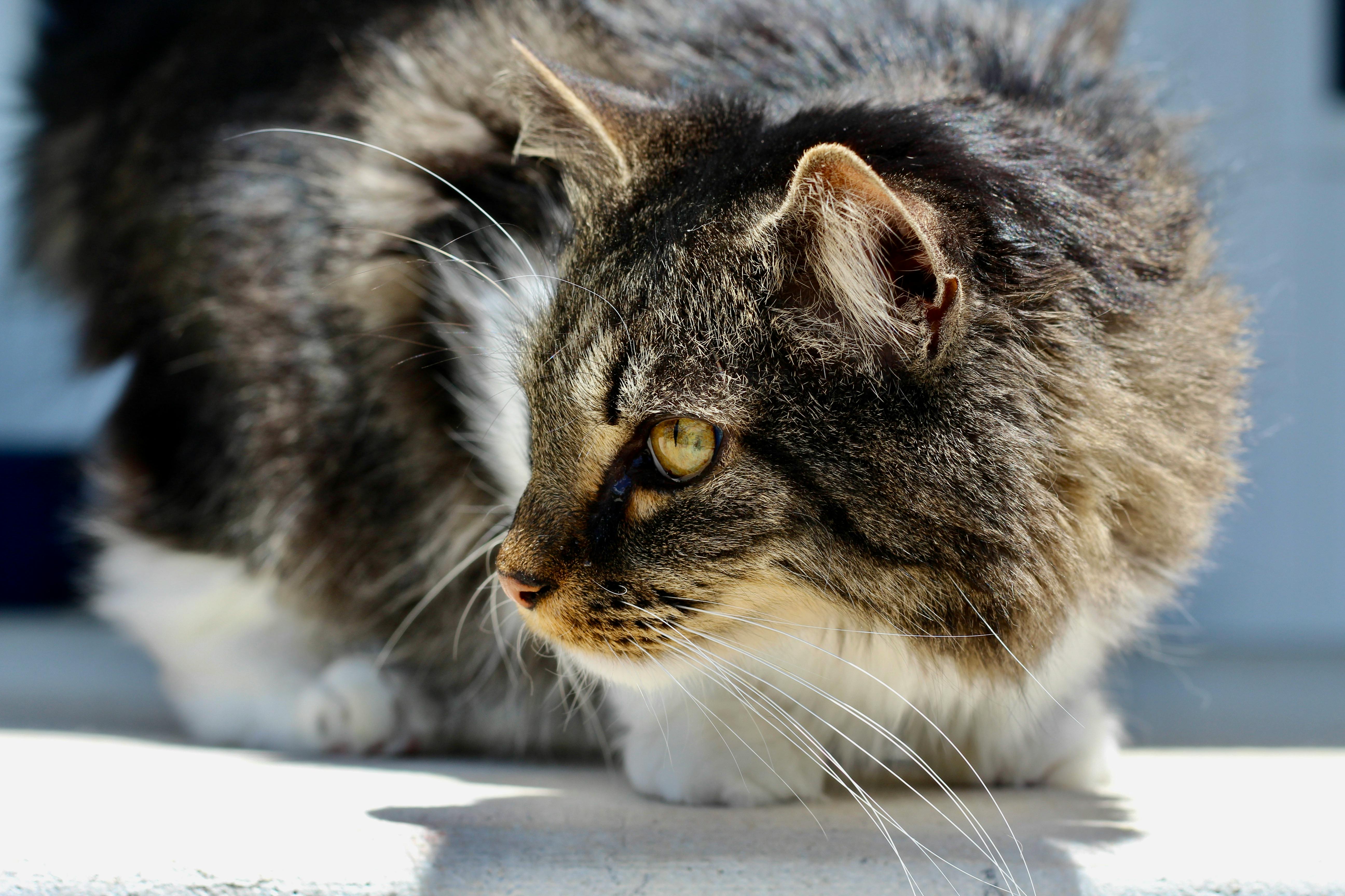 Alerted Fluffy Cat · Free Stock Photo