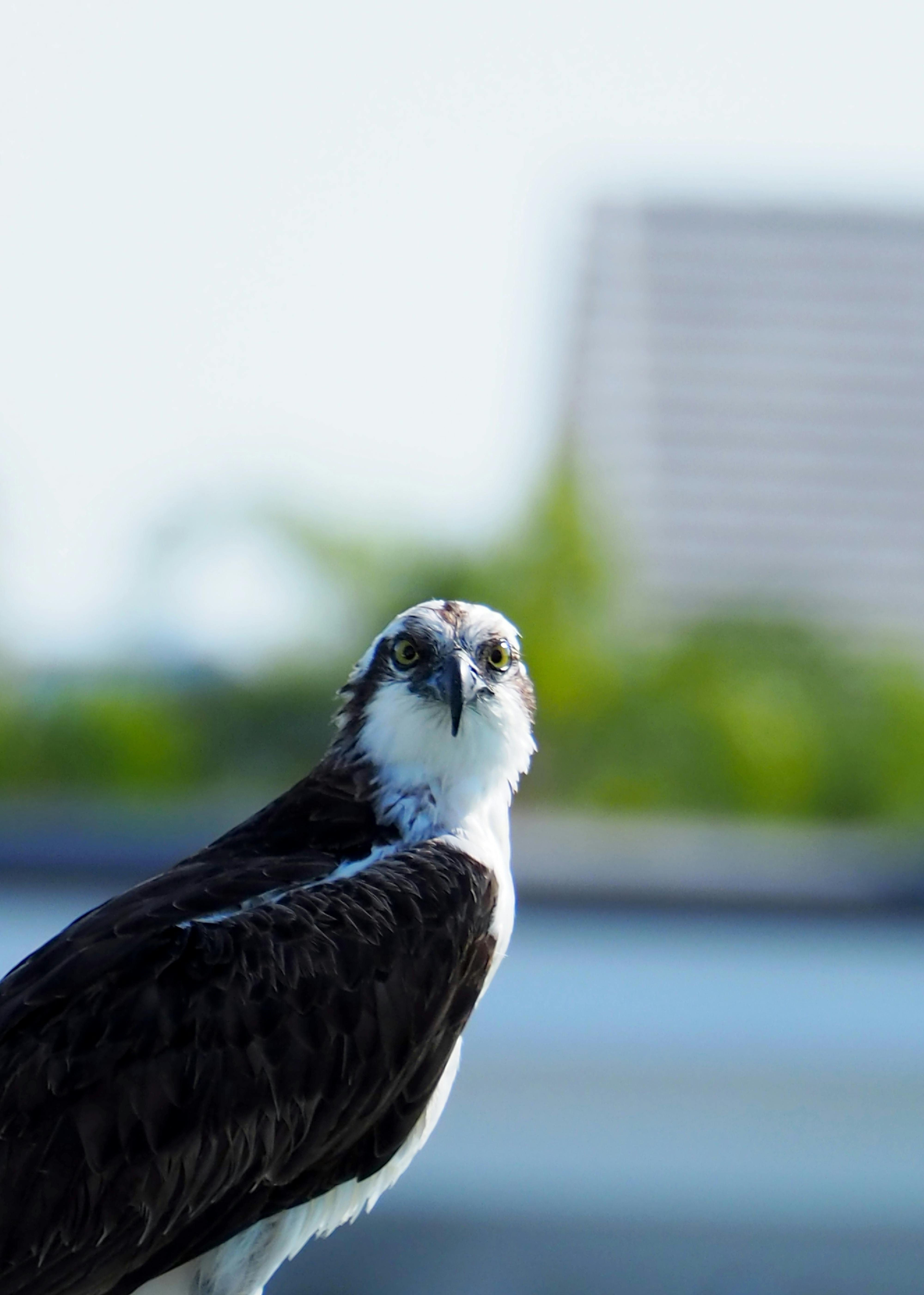 Raptors 62 Photos & Videos Collected by Alexa Heinrich