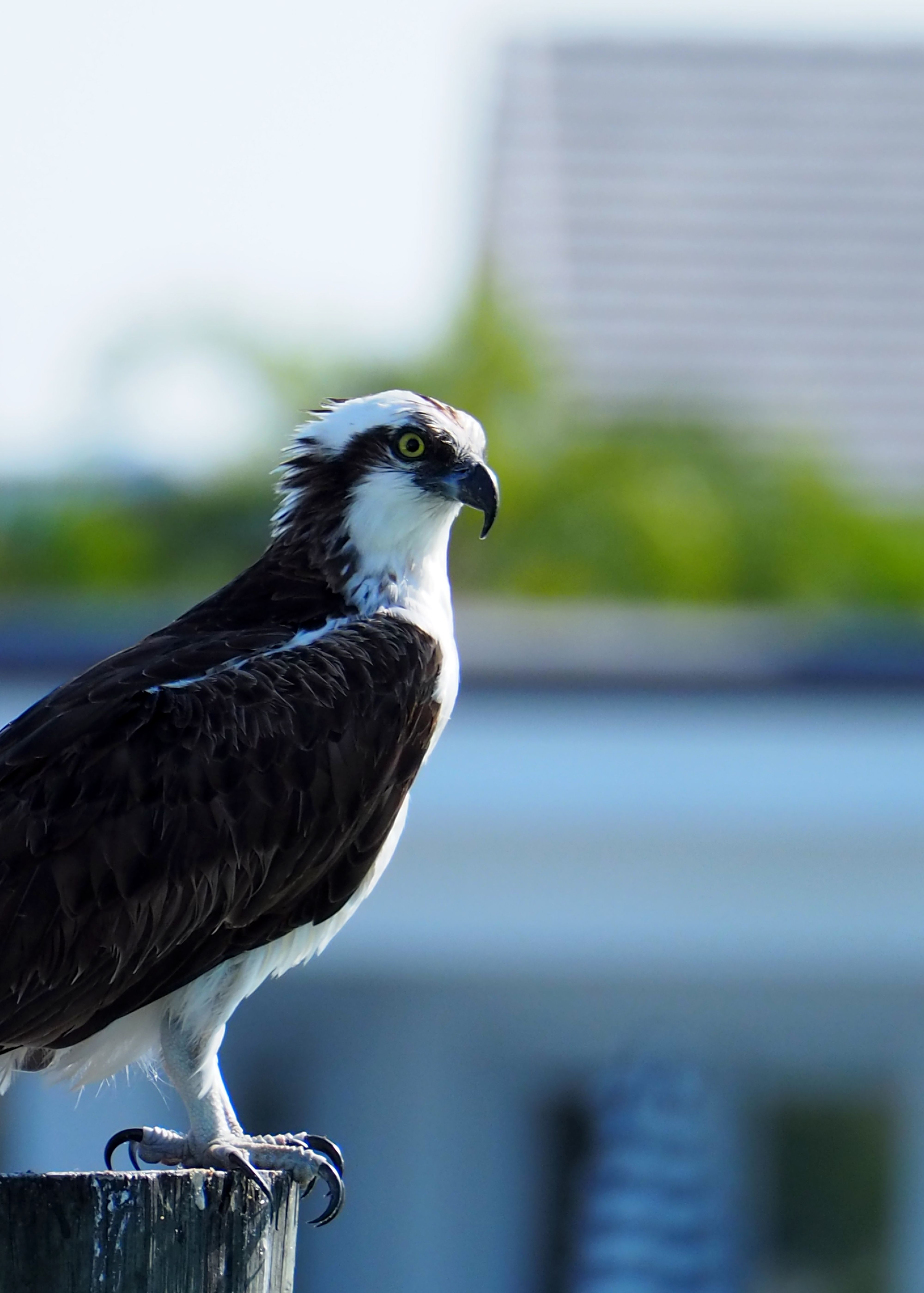 Selective Focus of Osprey Bird · Free Stock Photo