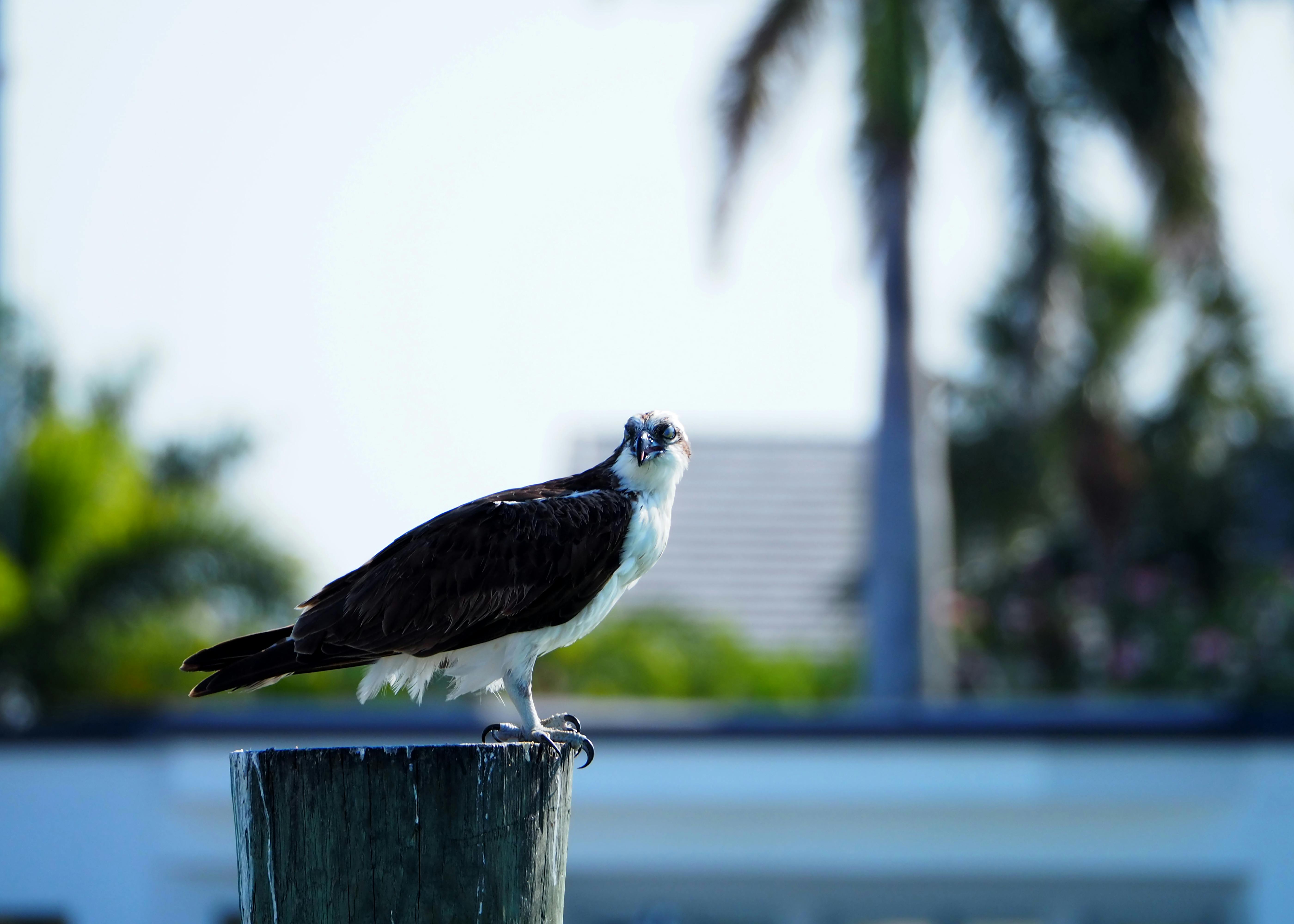 Raptors 62 Photos & Videos Collected by Alexa Heinrich