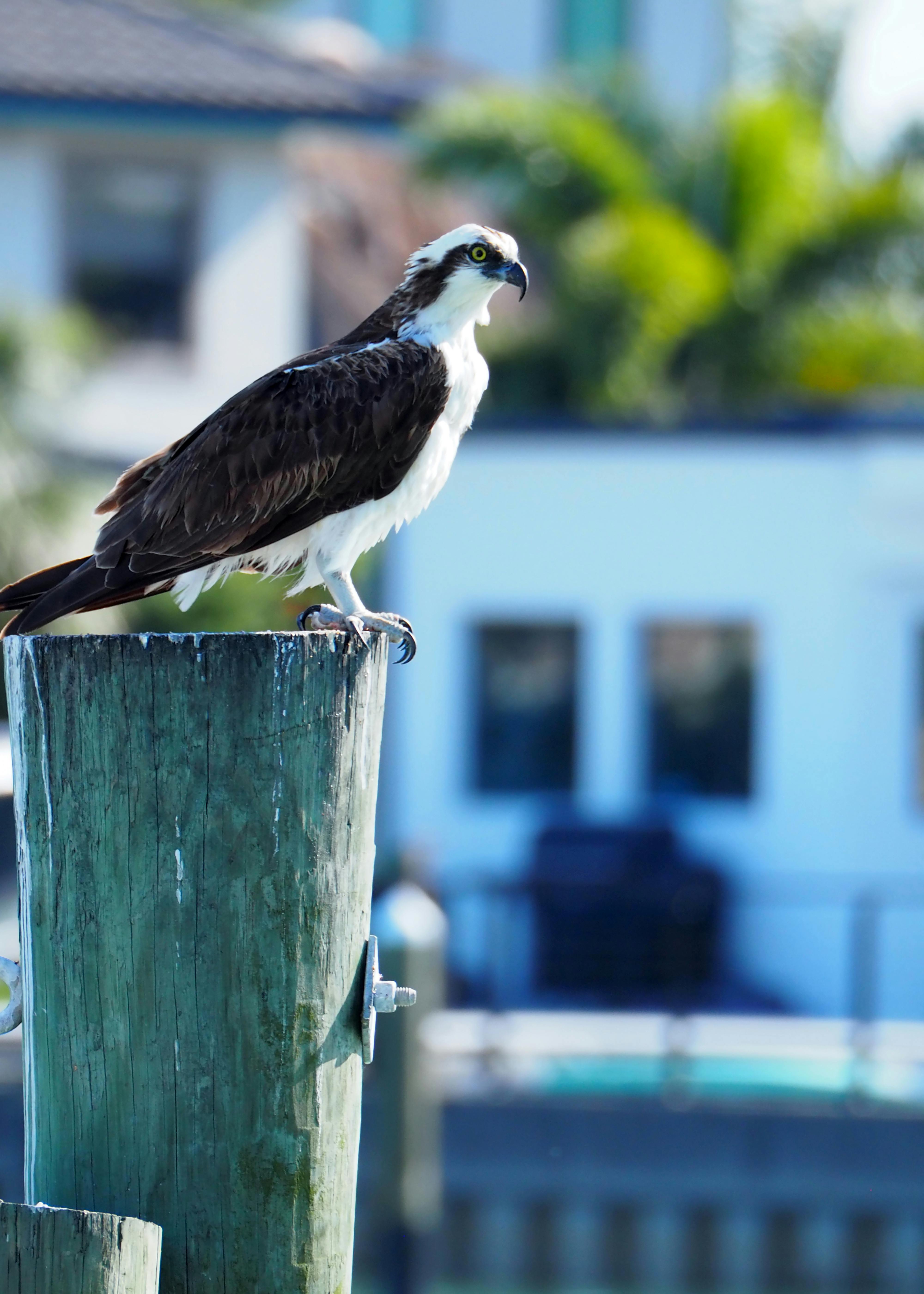 Raptors 62 Photos & Videos Collected by Alexa Heinrich