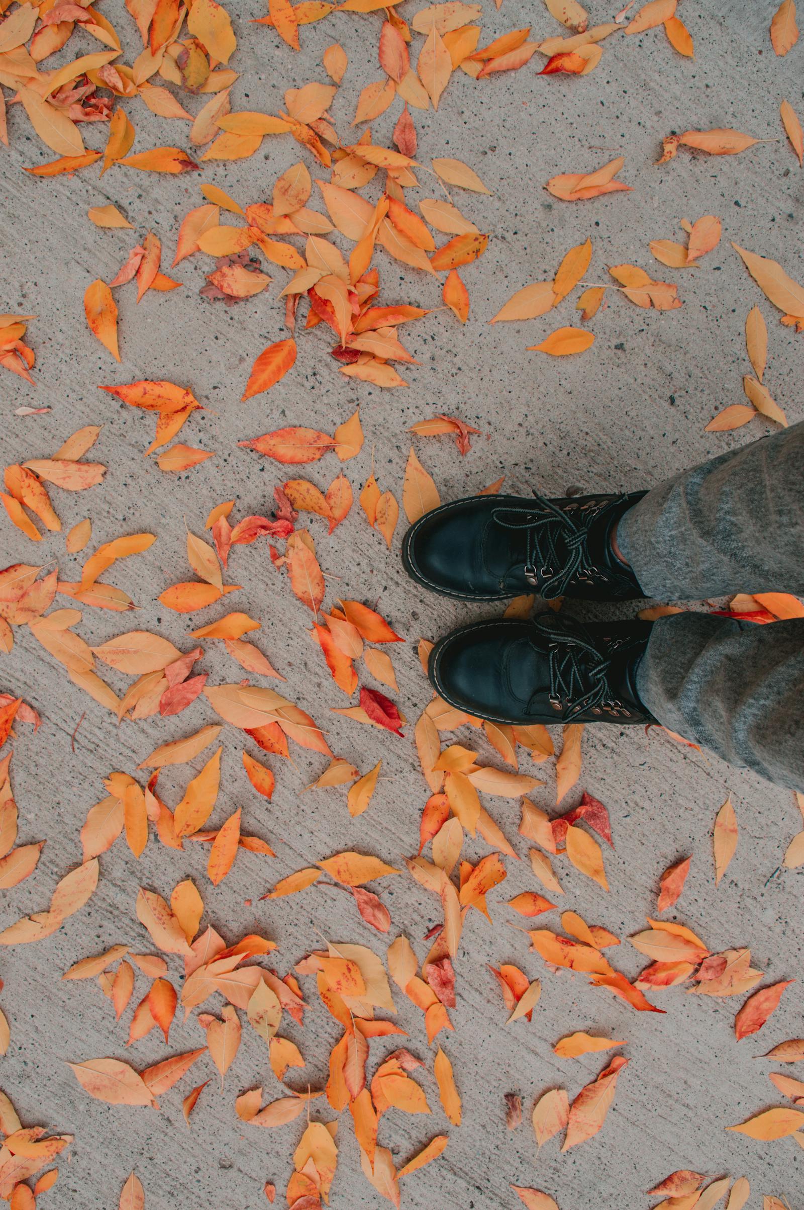 Fall Autumn Photos, Download The BEST Free Fall Autumn Stock Photos ...