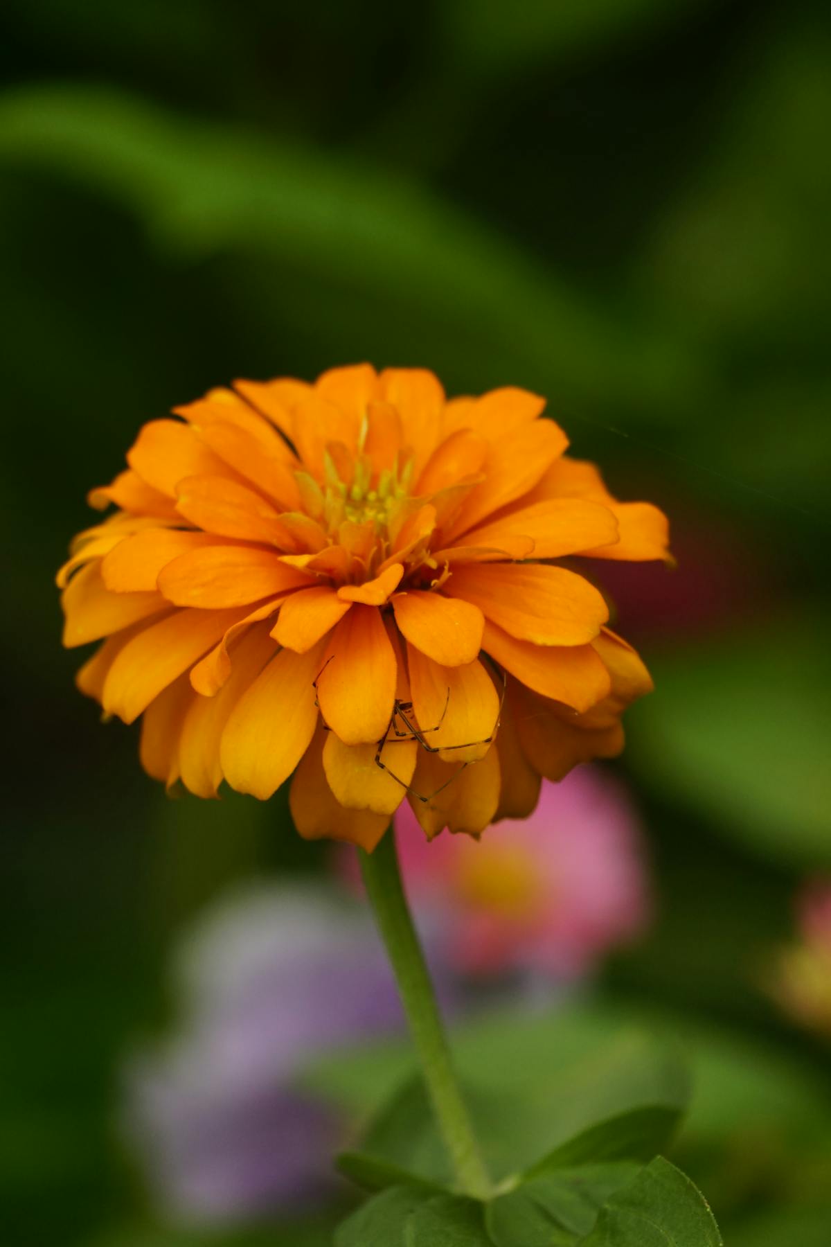 Orange Nature Photos, Download The BEST Free Orange Nature Stock Photos ...