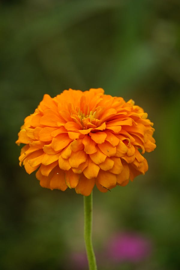 Orange Nature Photos, Download The BEST Free Orange Nature Stock Photos ...