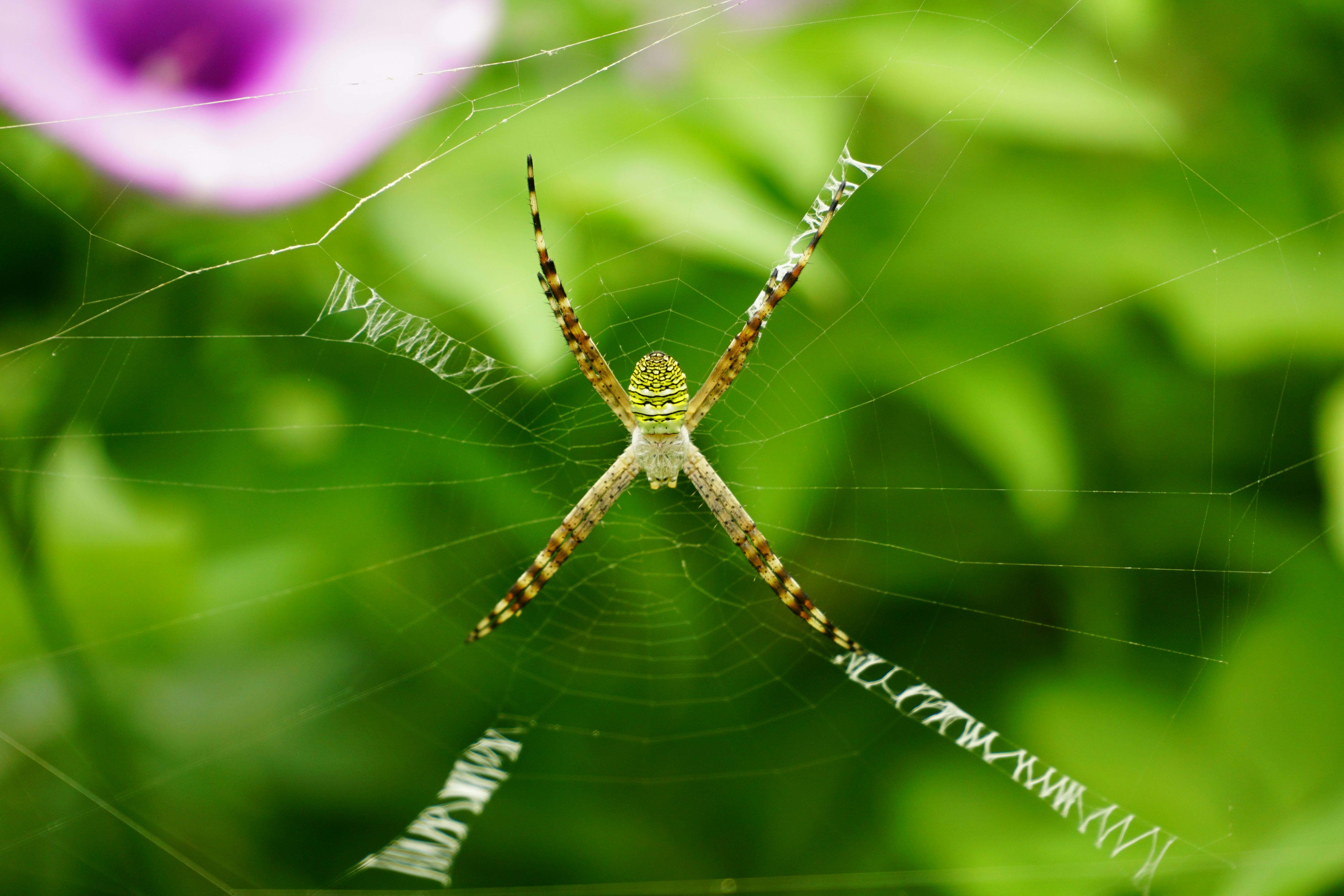 Symmetrical Web Photos, Download The BEST Free Symmetrical Web Stock ...