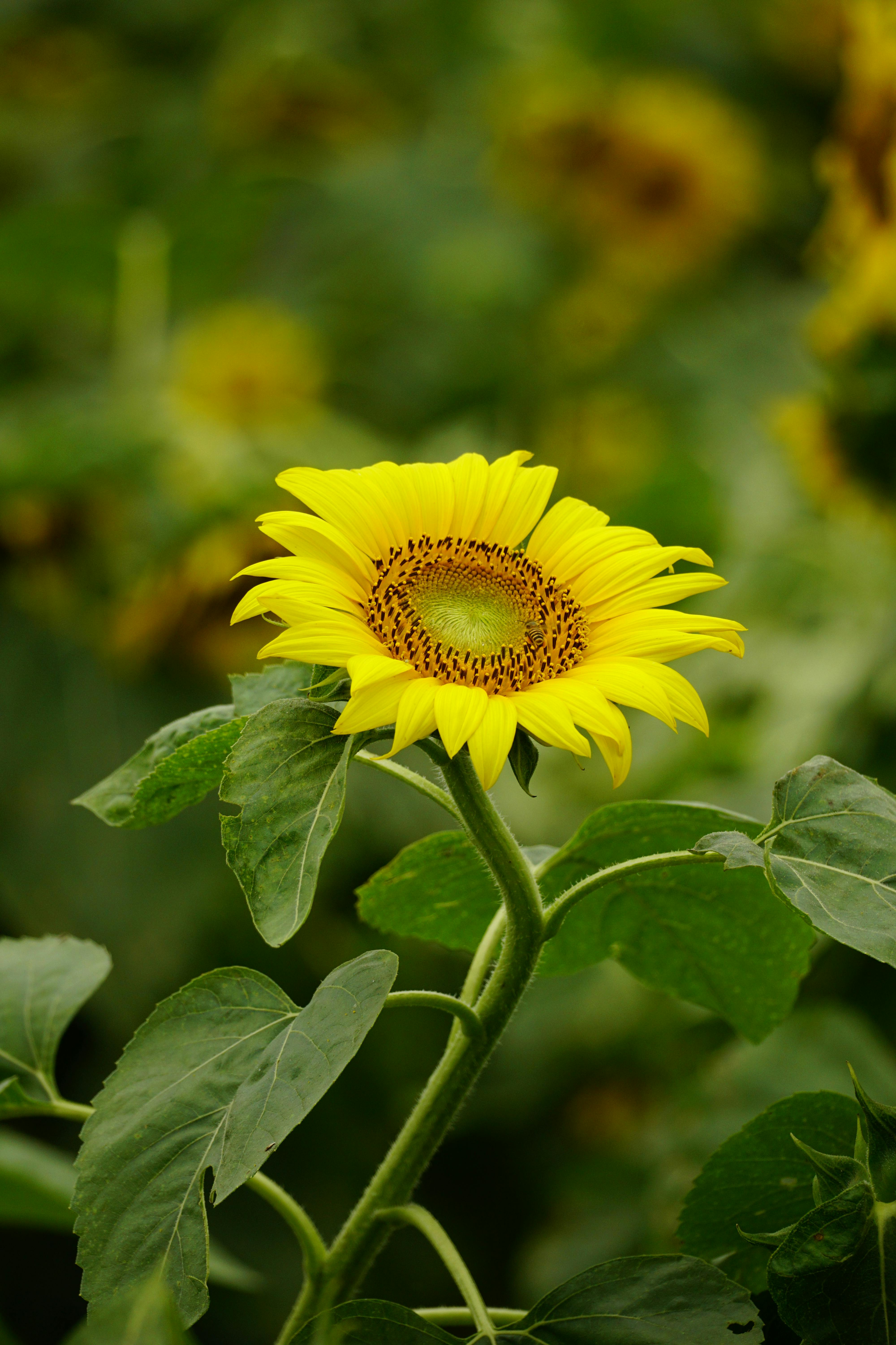 Yello Flower Field Photos, Download The BEST Free Yello Flower Field ...