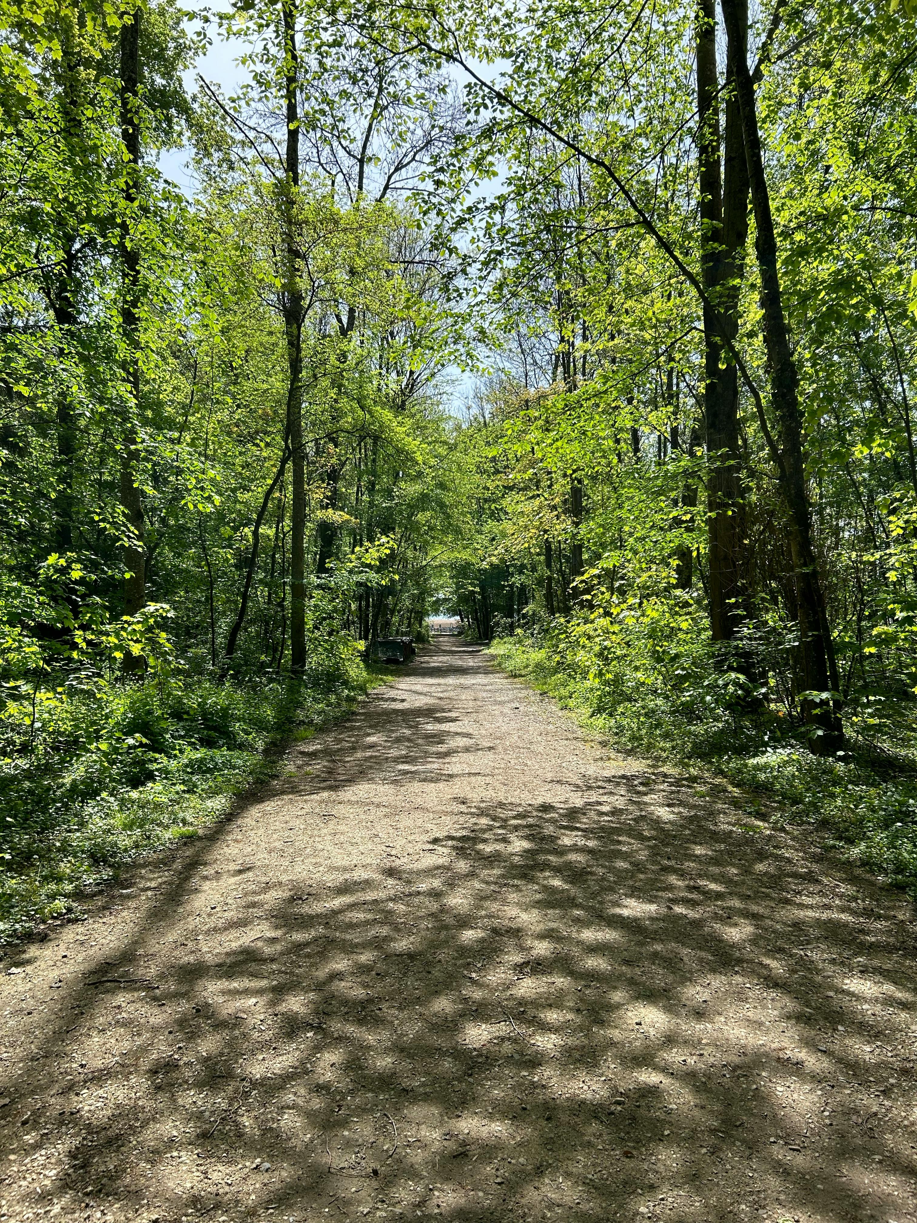 Woodland Paths Photos, Download The BEST Free Woodland Paths Stock ...