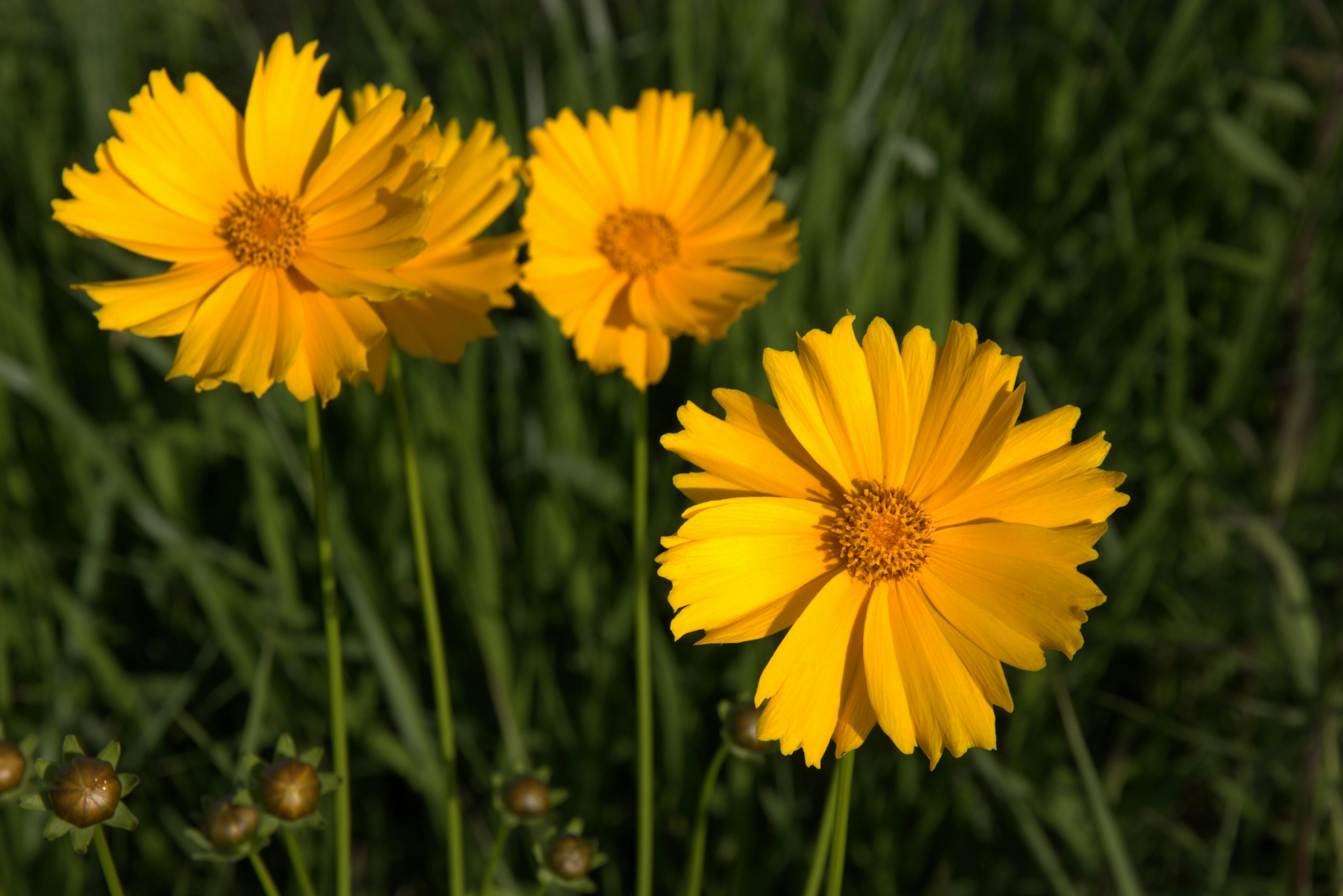 Sand Coreopsis Flowers on Meadow · Free Stock Photo