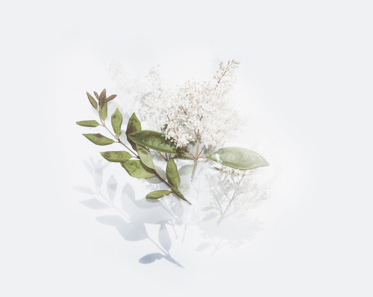 Simplicity Photos, Download The BEST Free Simplicity Stock Photos & HD ...