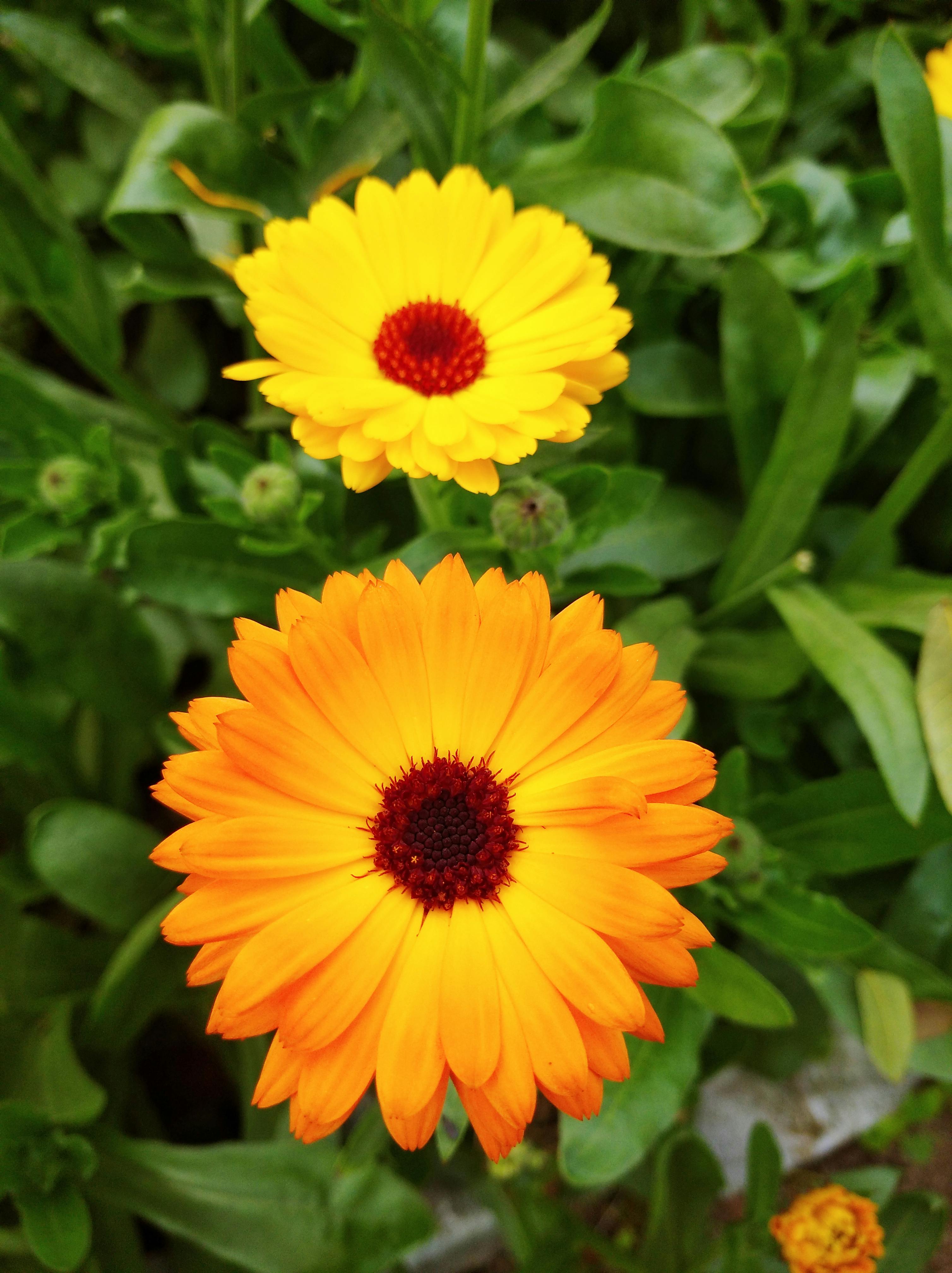 Close-up of Calendula Officinalis Flowers · Free Stock Photo