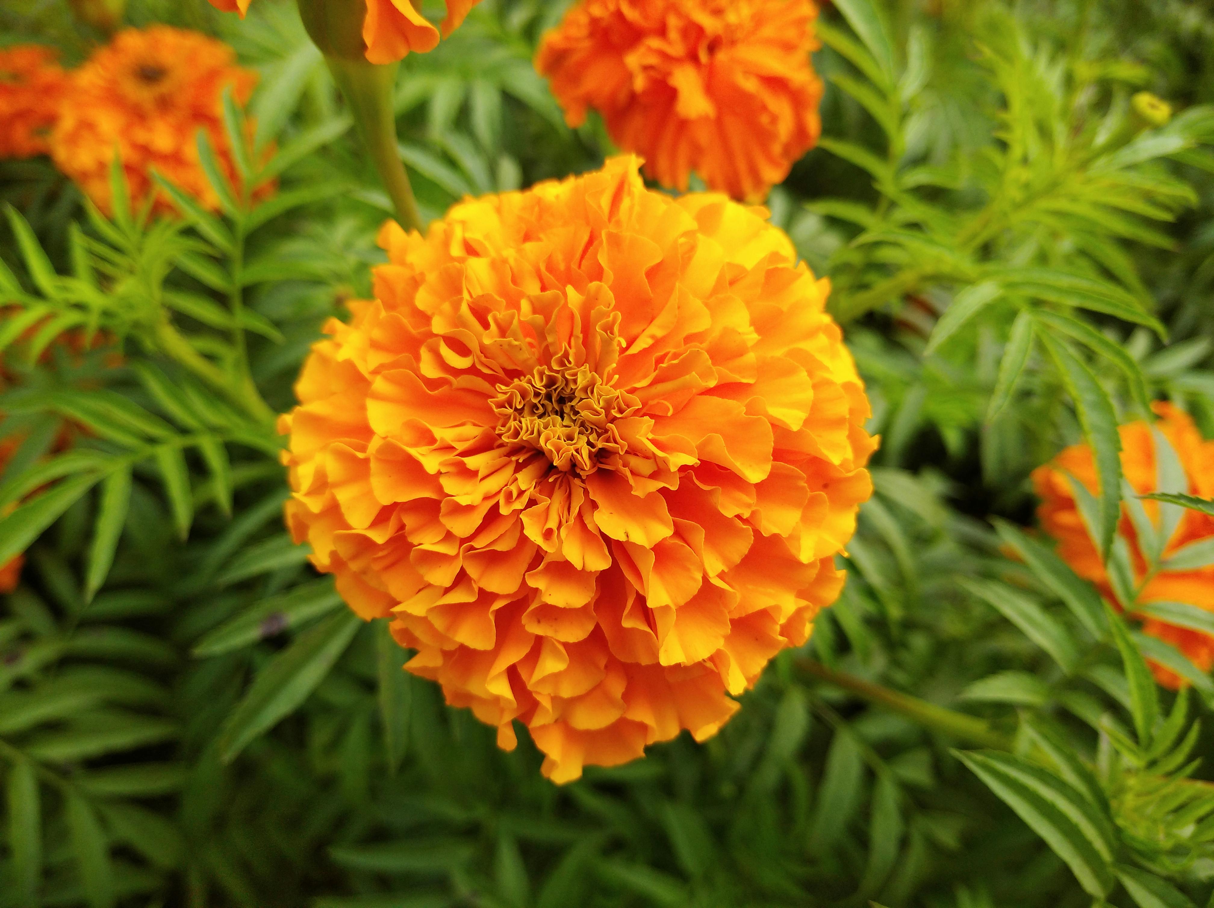 Foto de stock gratuita sobre al aire libre, asia, bangladesh, belleza ...