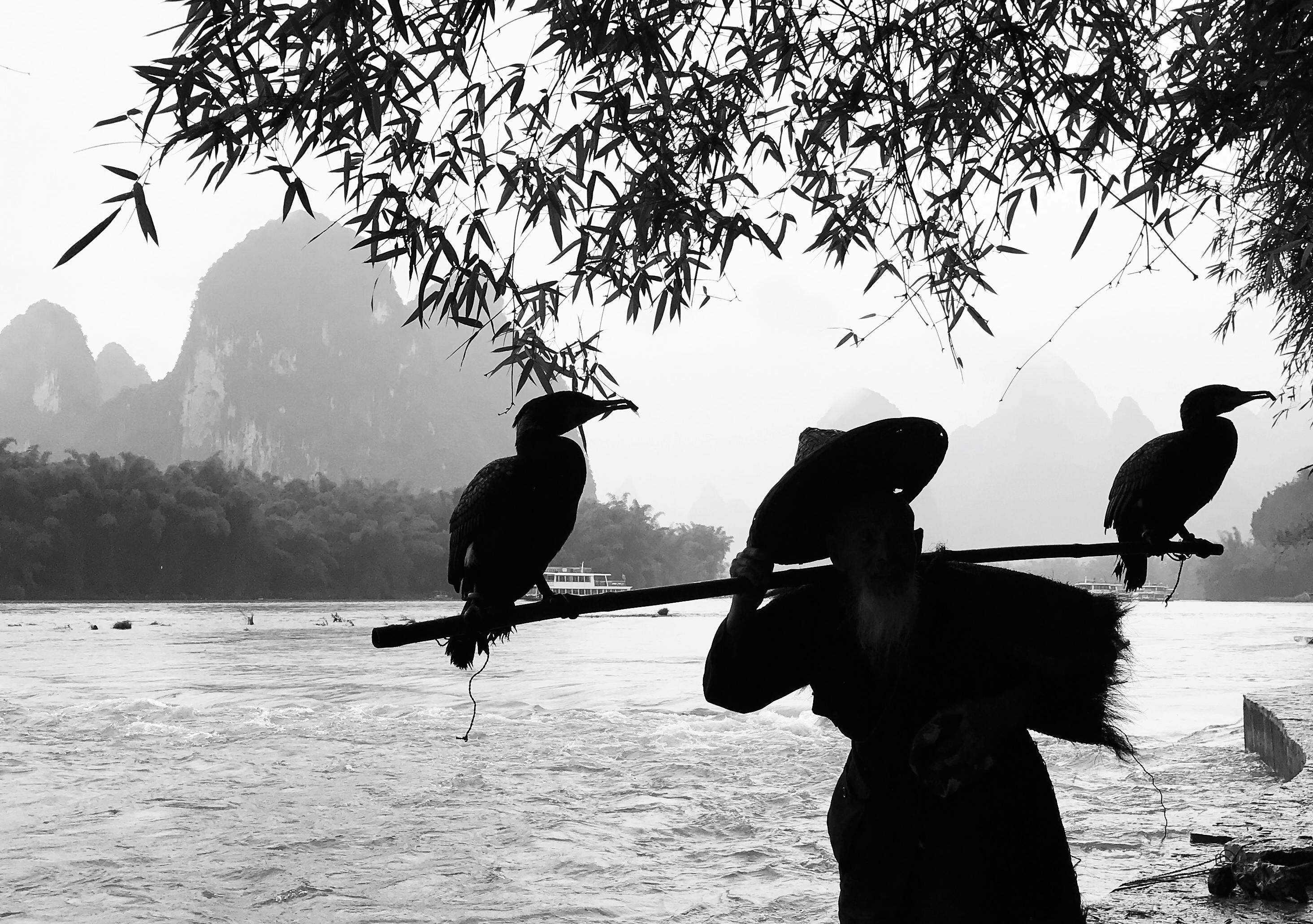 Grayscale Photography of Person Holding Stick With Two Birds Perching ...