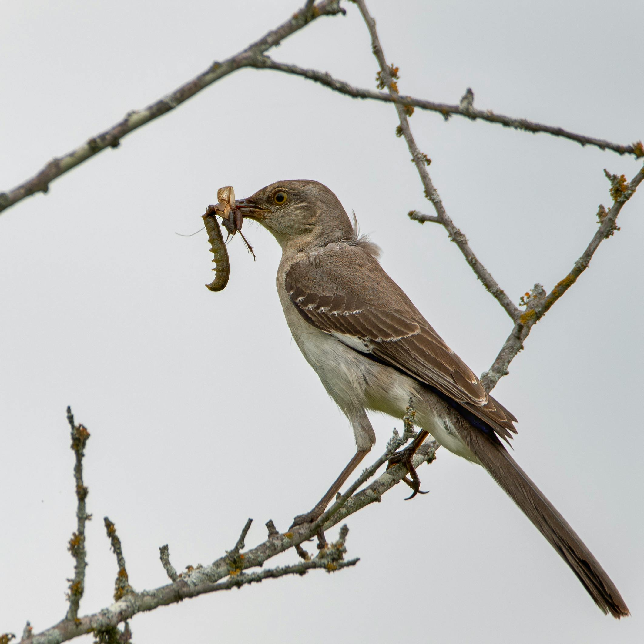 Close-up of a Mockingbird with a Worm in the Beak · Free Stock Photo